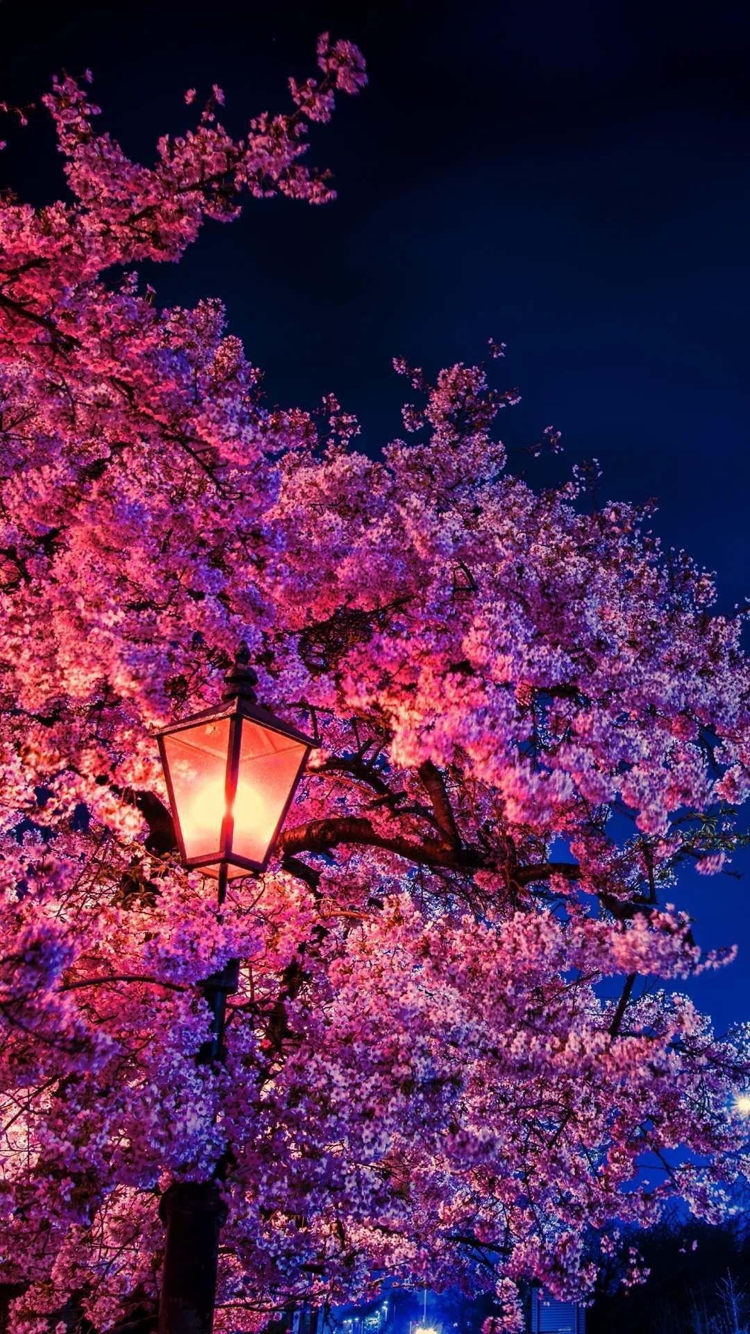 Sakura Art Wallpapers - Top Free Sakura Art Backgrounds - WallpaperAccess