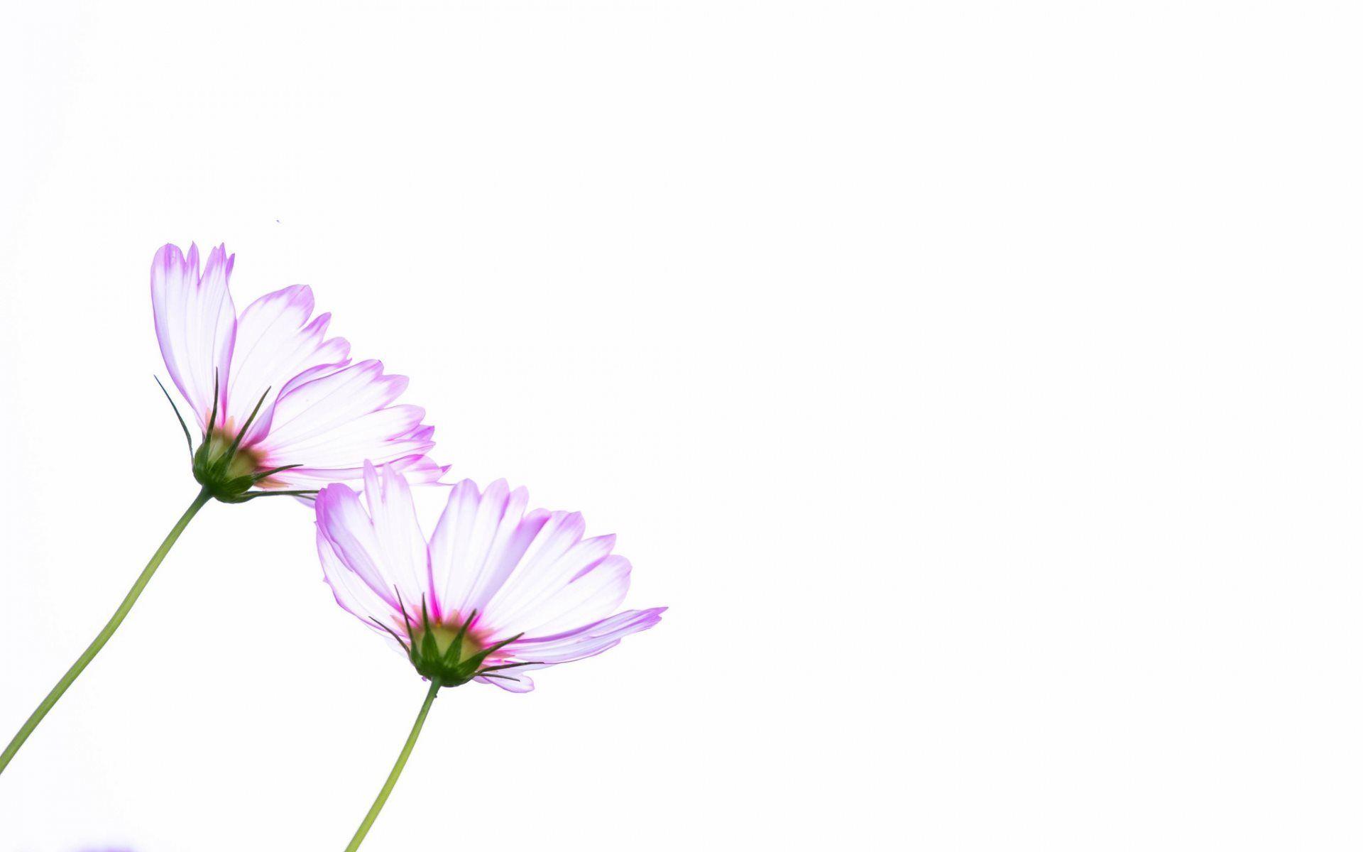 Minimalist Flower Computer Wallpapers - Top Free Minimalist Flower ...