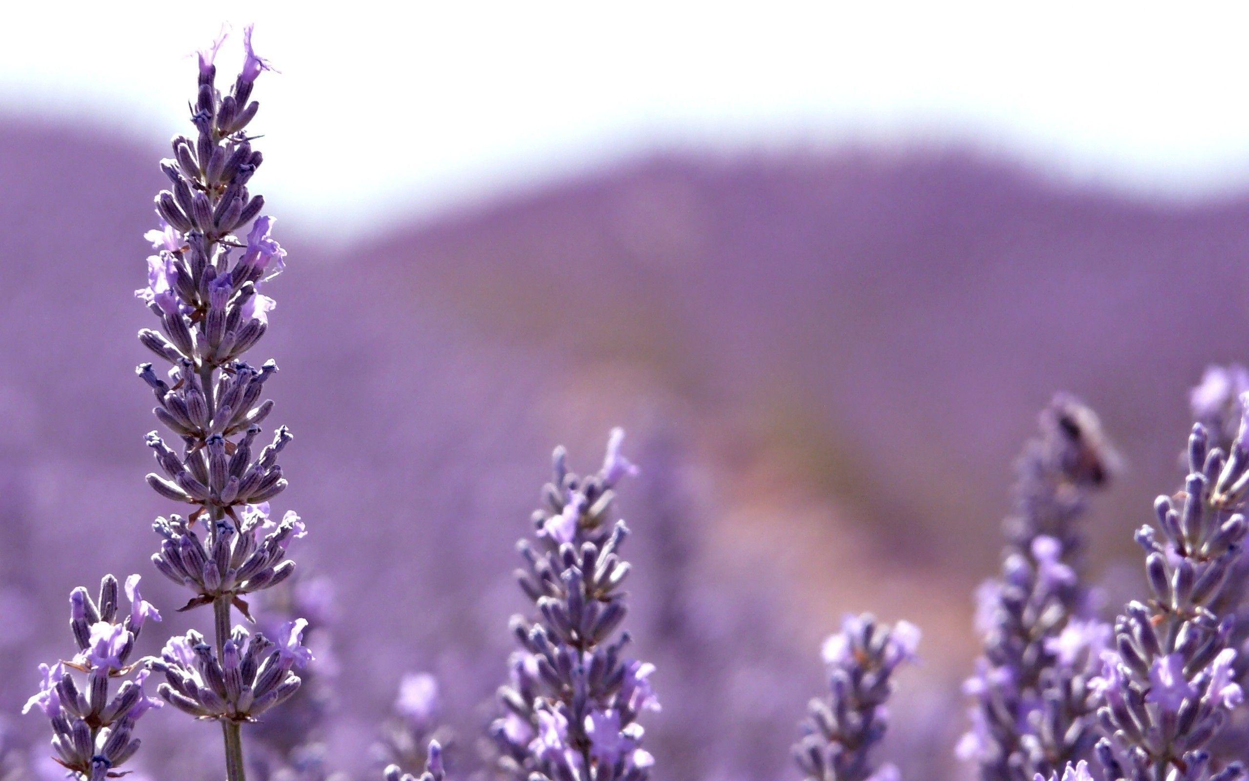 Minimalist Lavender Flowers Wallpapers - Top Free Minimalist Lavender ...
