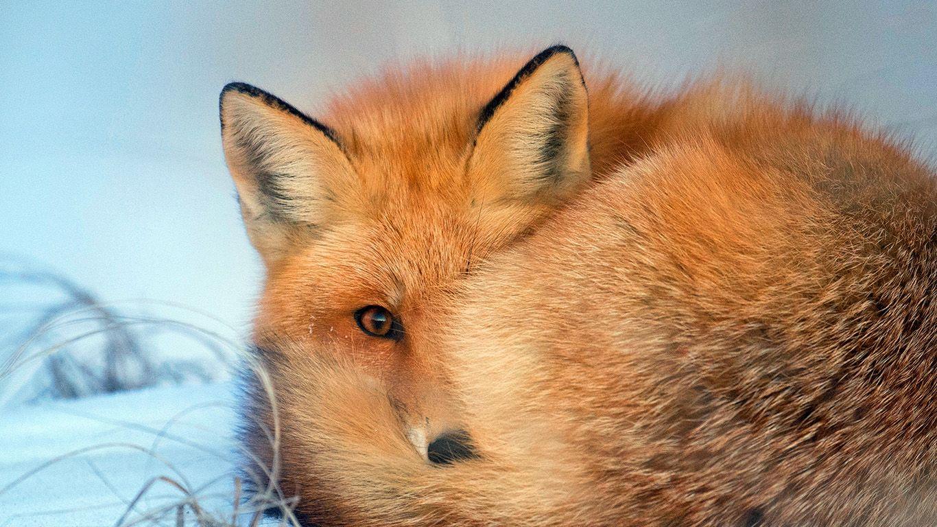Fox Laptop Wallpapers - Top Free Fox Laptop Backgrounds - WallpaperAccess