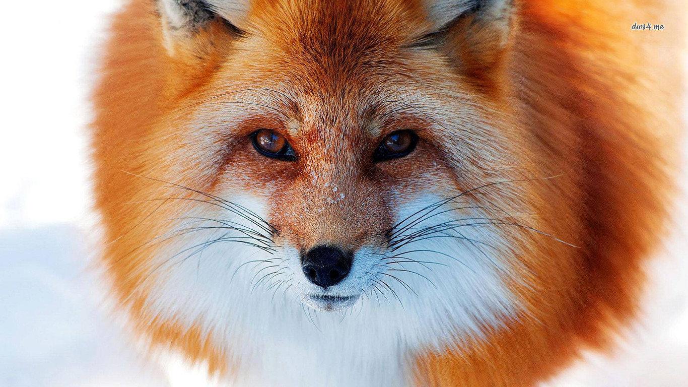 Fox Laptop Wallpapers - Top Free Fox Laptop Backgrounds - WallpaperAccess
