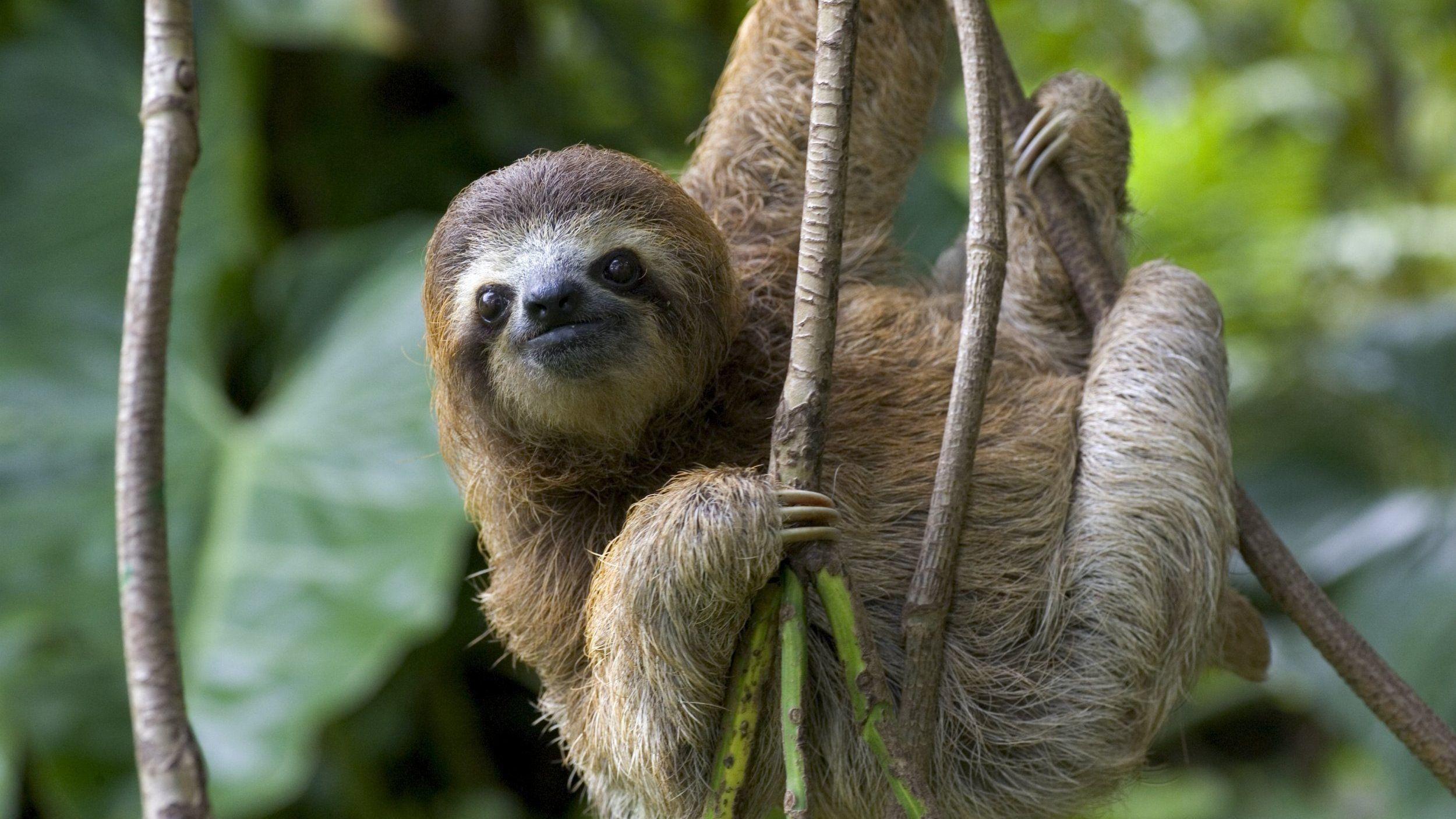 Sloth Laptop Wallpapers - Top Free Sloth Laptop Backgrounds ...