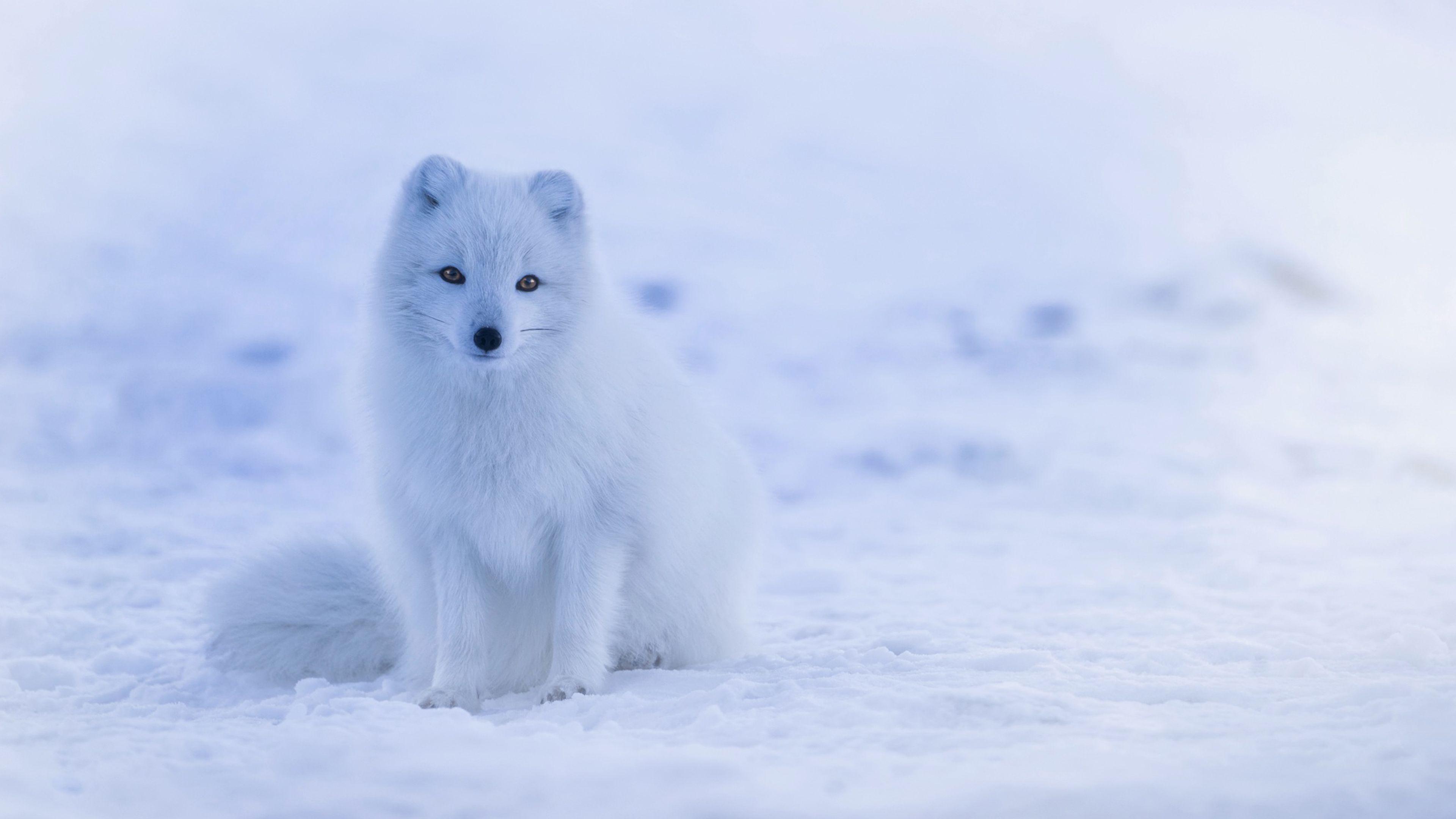 Fox Laptop Wallpapers - Top Free Fox Laptop Backgrounds - WallpaperAccess