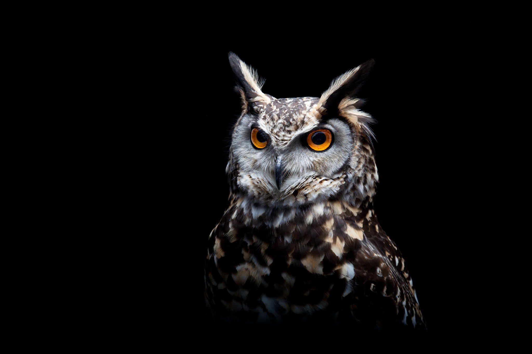 Owl Laptop Wallpapers - Top Free Owl Laptop Backgrounds - WallpaperAccess