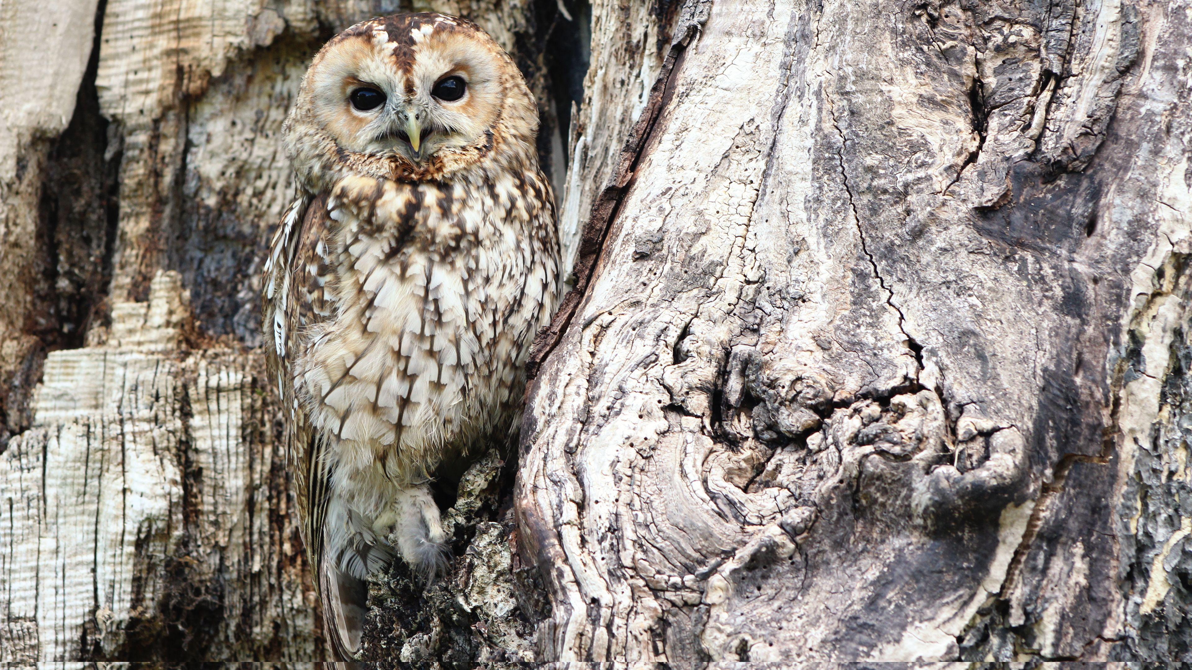 Owl Laptop Wallpapers - Top Free Owl Laptop Backgrounds - WallpaperAccess