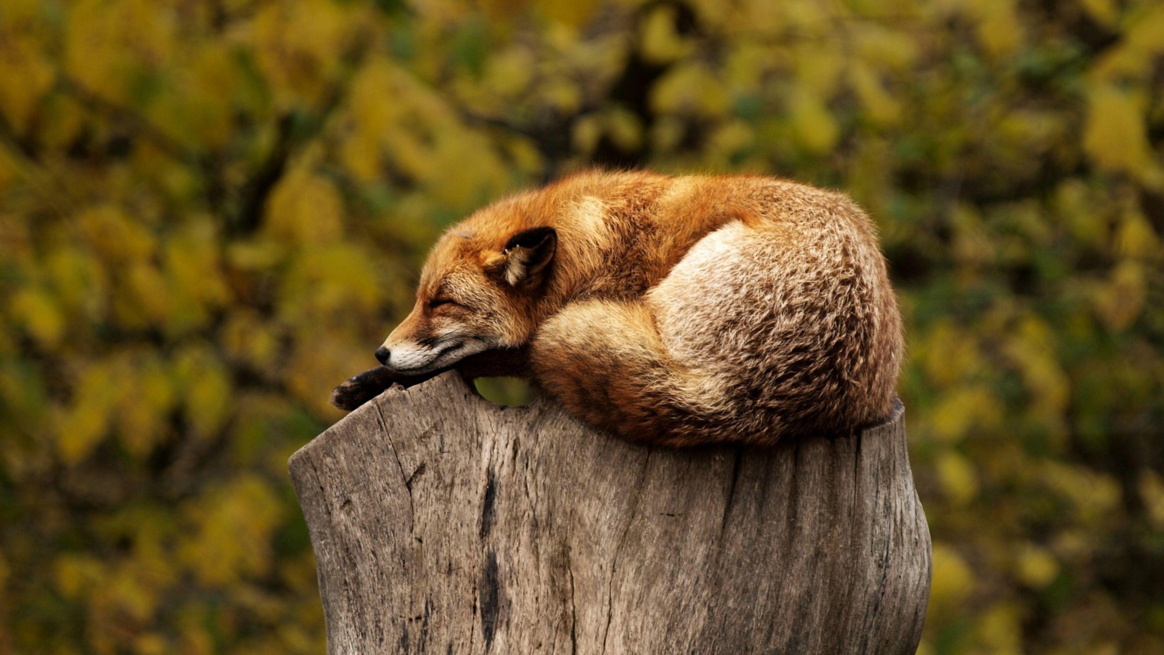 Fox Laptop Wallpapers - Top Free Fox Laptop Backgrounds - WallpaperAccess