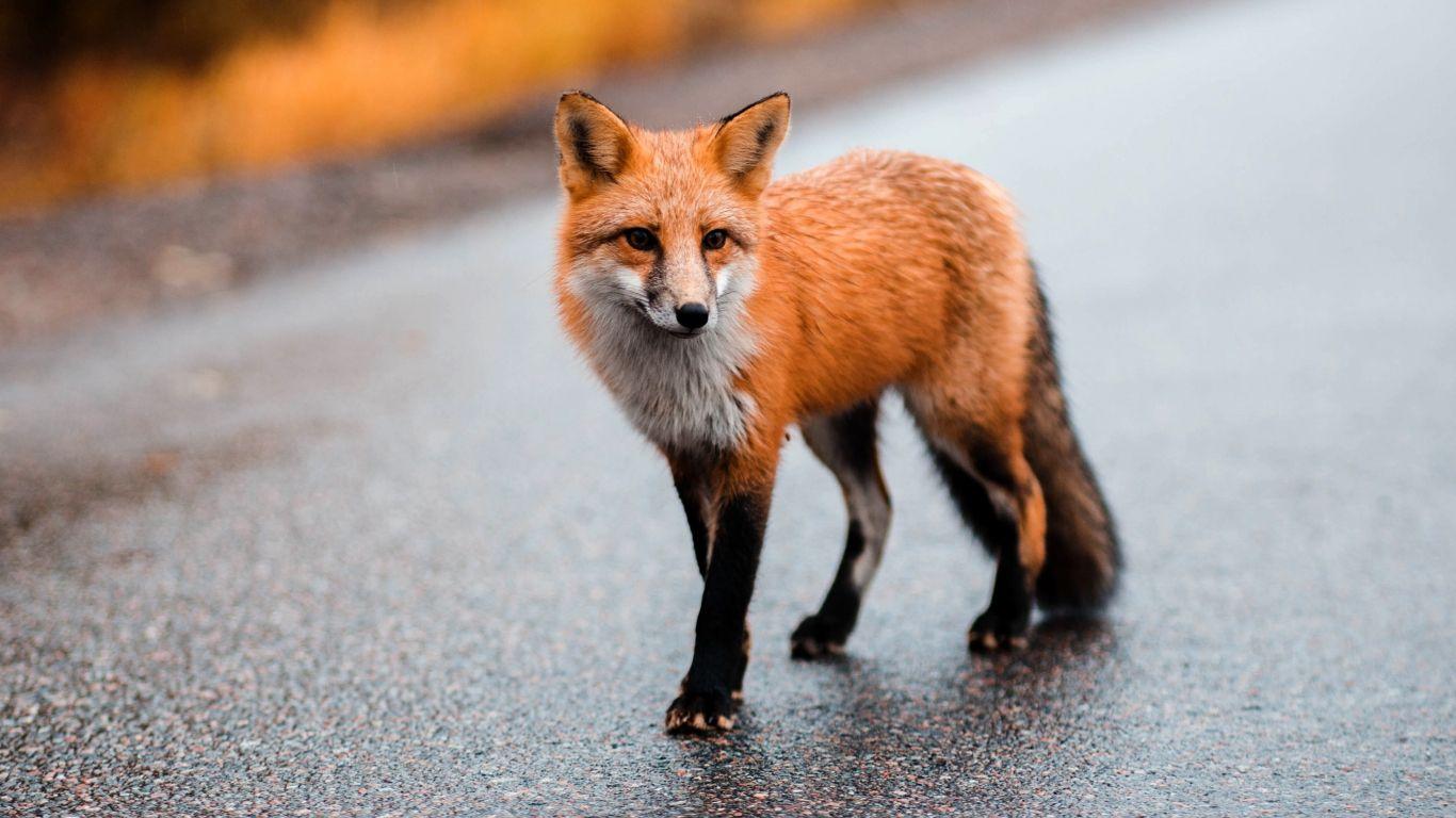 Fox Laptop Wallpapers - Top Free Fox Laptop Backgrounds - WallpaperAccess