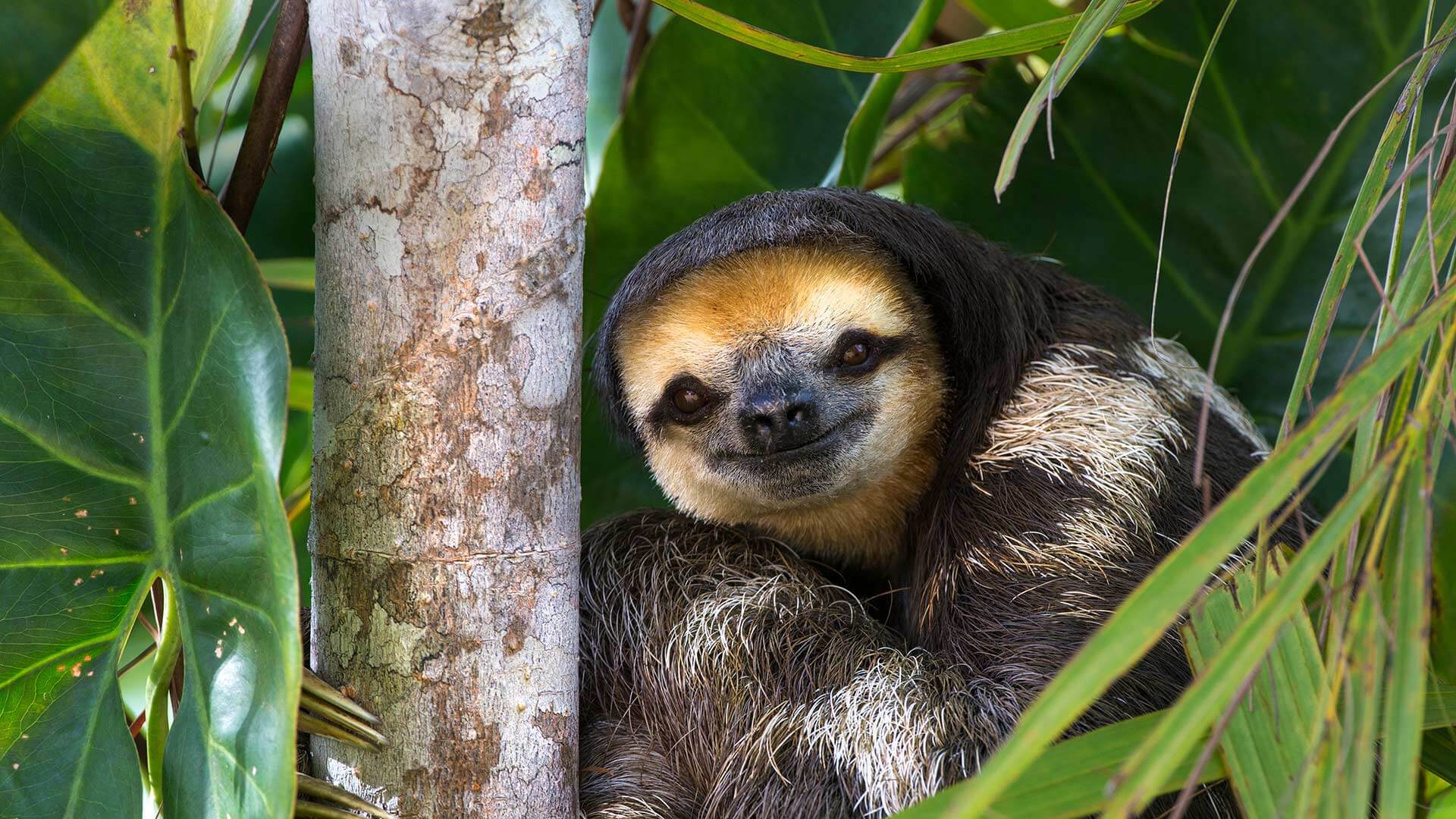 Sloth Laptop Wallpapers - Top Free Sloth Laptop Backgrounds ...
