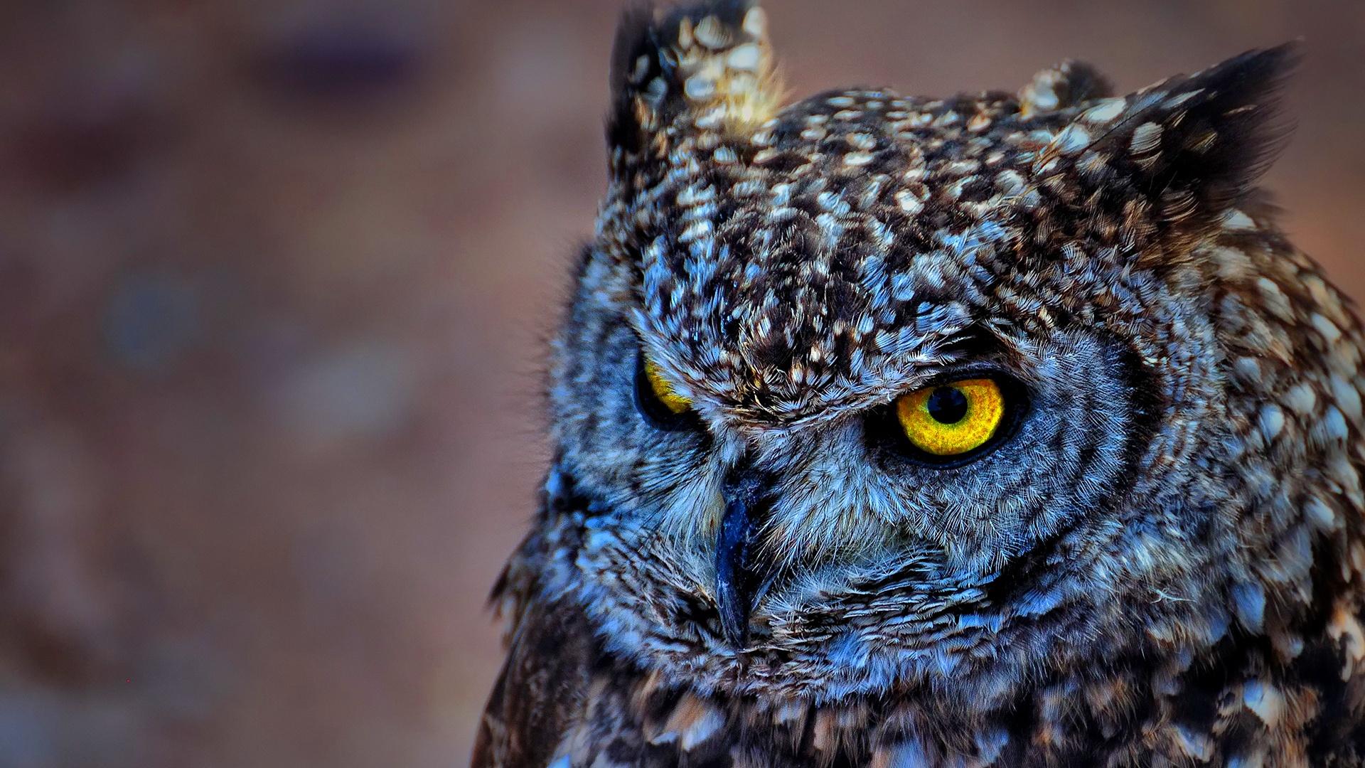 Owl Laptop Wallpapers - Top Free Owl Laptop Backgrounds - WallpaperAccess