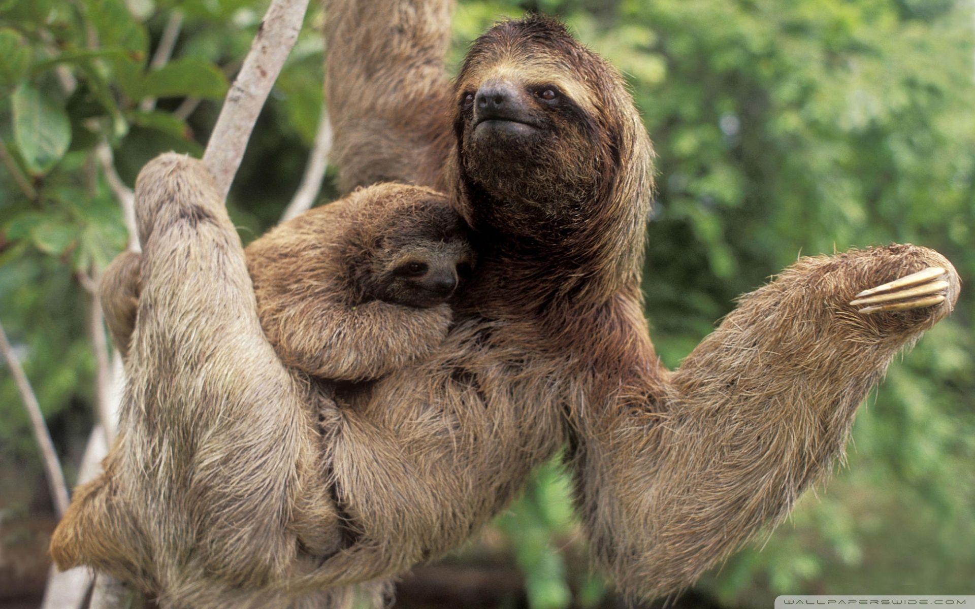 Sloth Laptop Wallpapers - Top Free Sloth Laptop Backgrounds ...