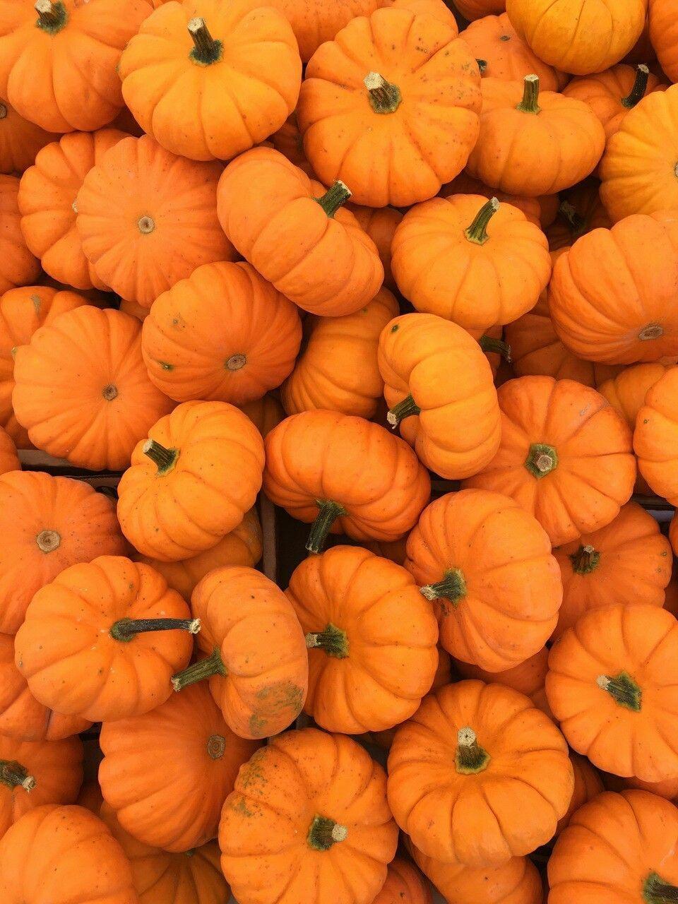 Pumpkin Phone Wallpapers - Top Free Pumpkin Phone Backgrounds ...
