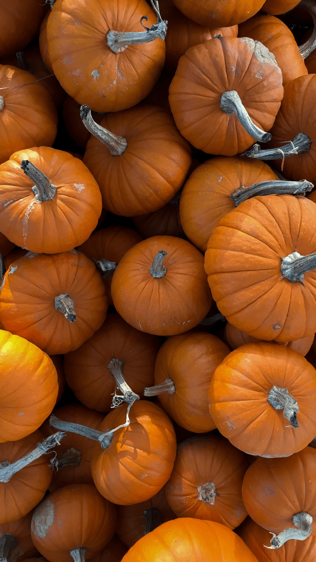 Pumpkin Phone Wallpapers - Top Free Pumpkin Phone Backgrounds ...