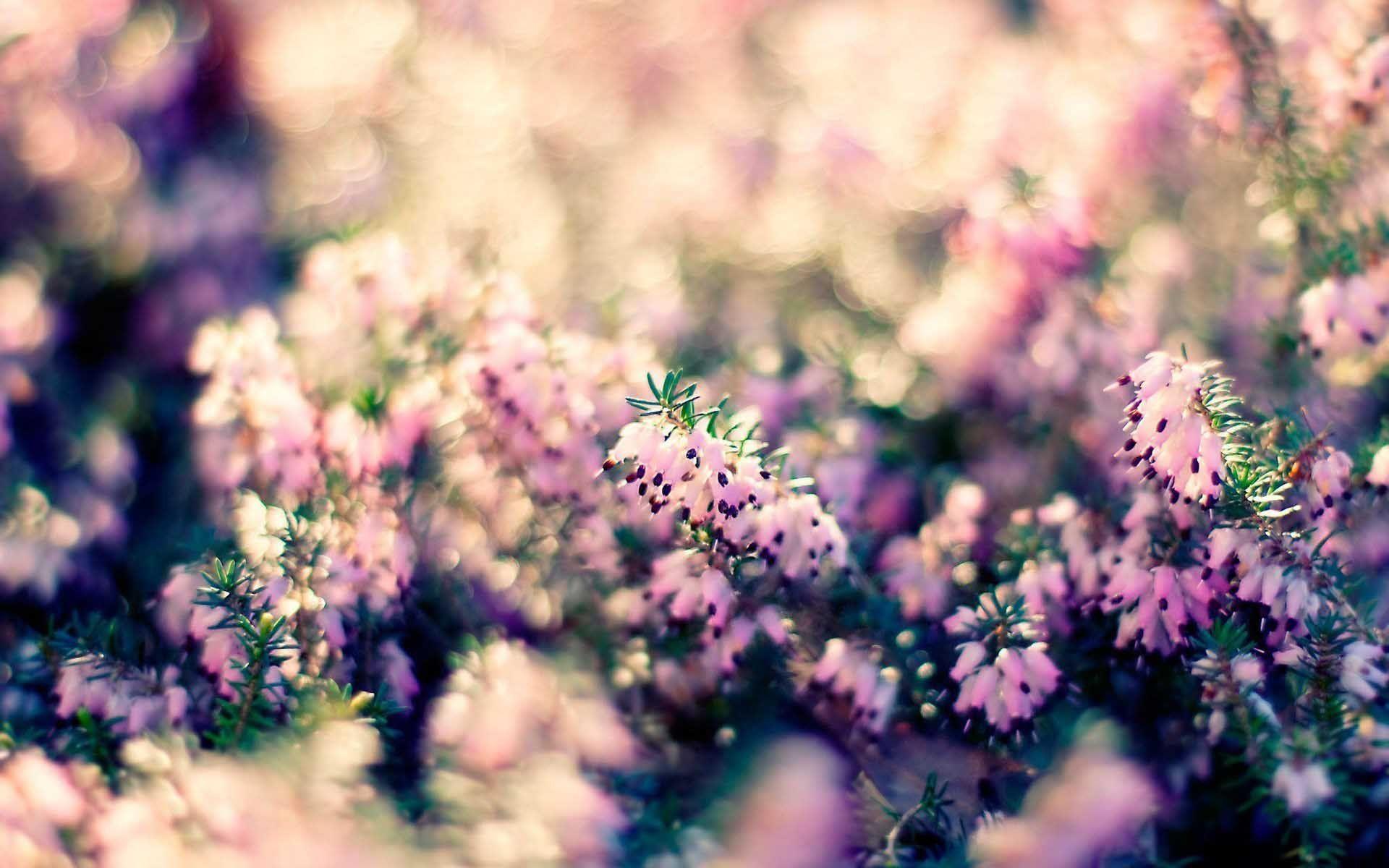 Flower Laptop Wallpapers - Top Free Flower Laptop Backgrounds ...