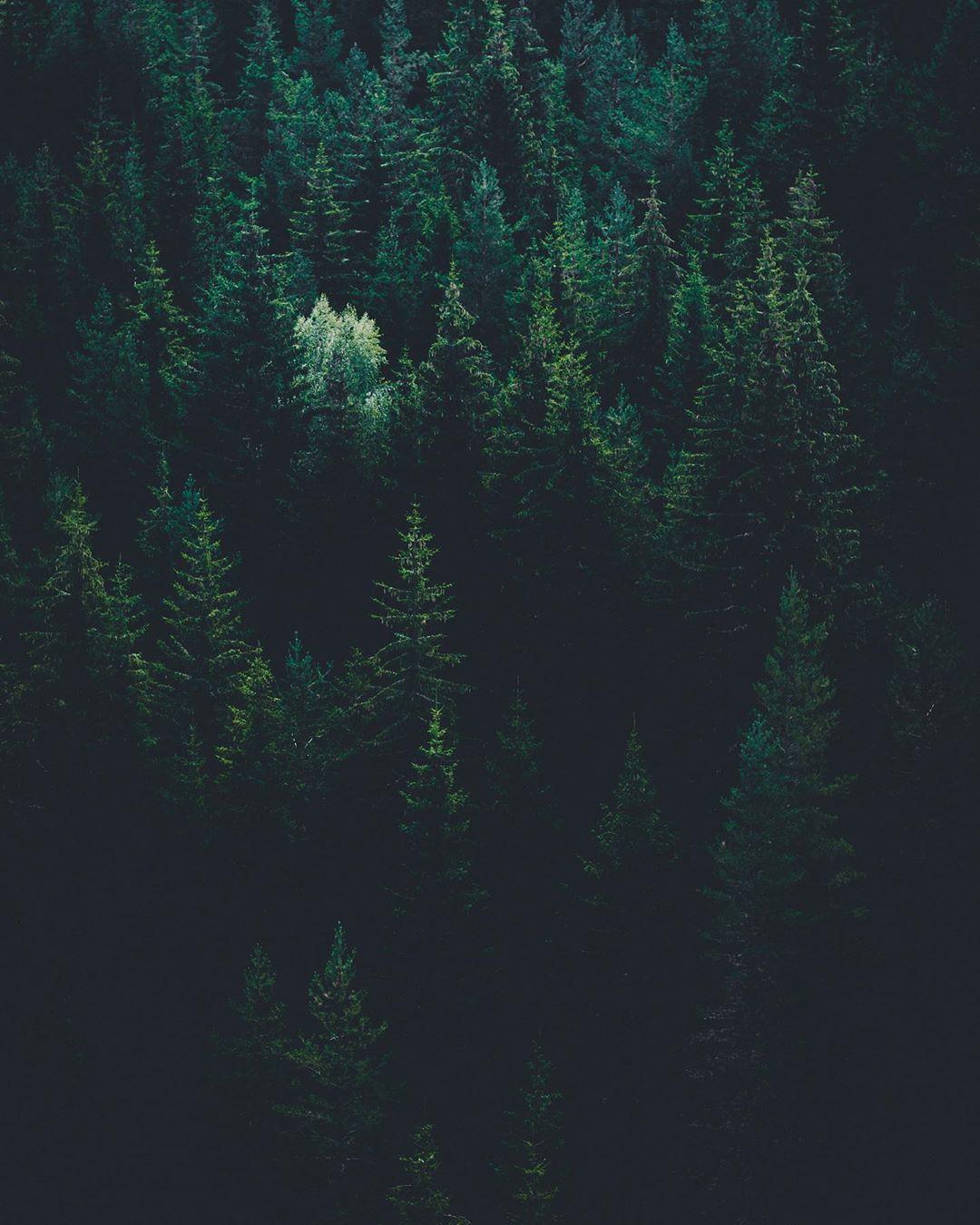 Boreal Forest Wallpapers - Top Free Boreal Forest Backgrounds ...