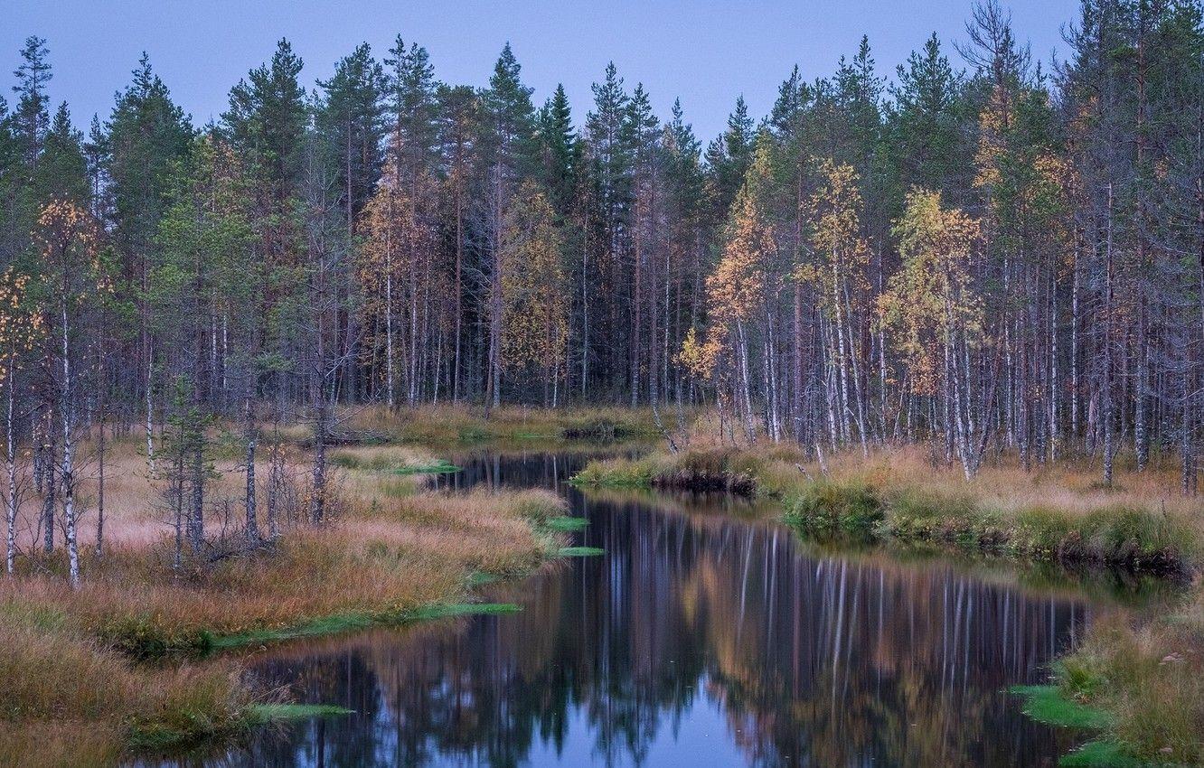 Boreal Forest Wallpapers - Top Free Boreal Forest Backgrounds ...
