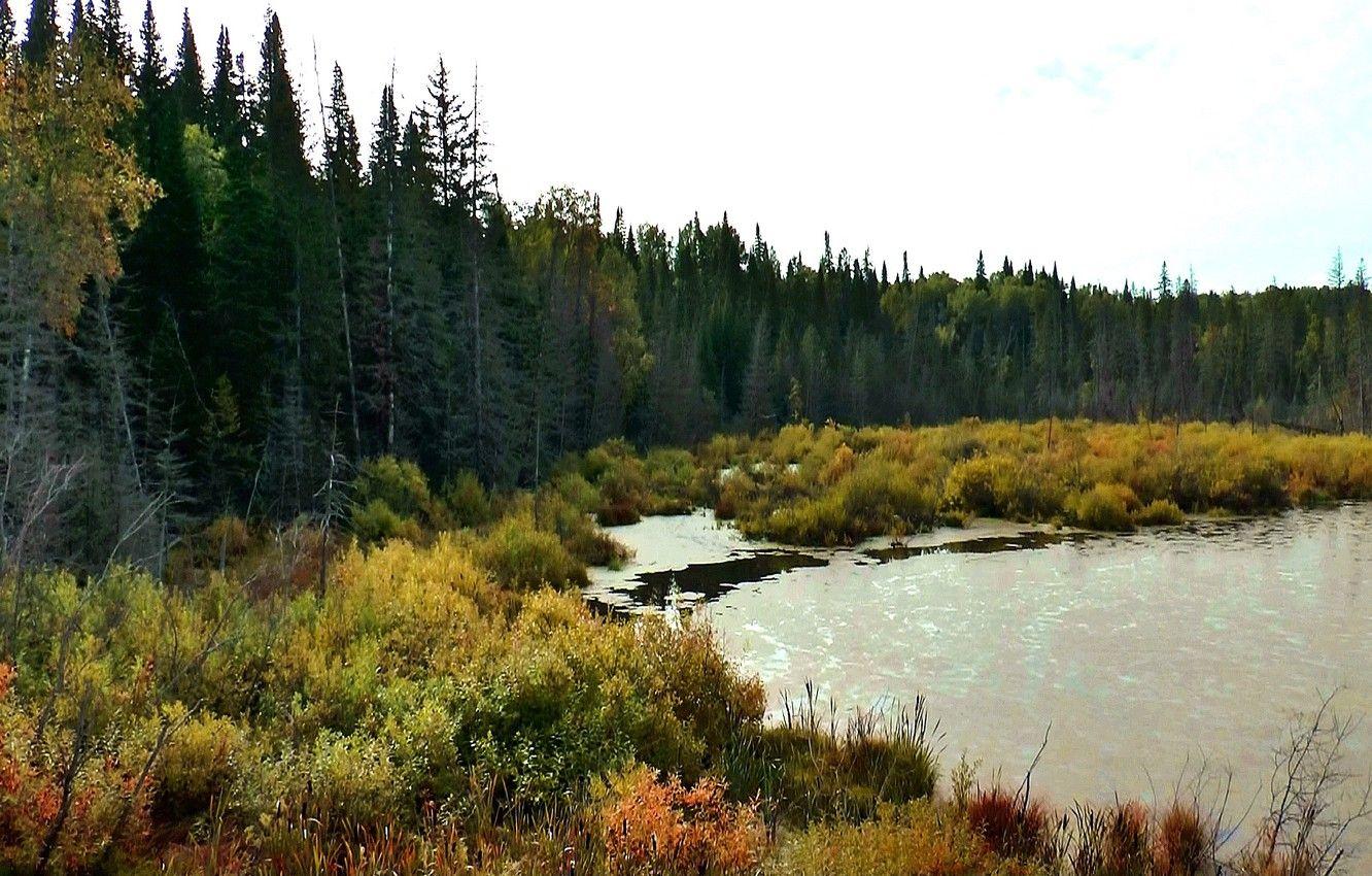 Boreal Forest Wallpapers - Top Free Boreal Forest Backgrounds ...