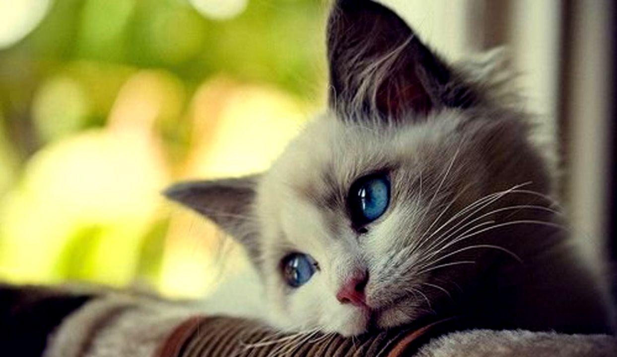8K Cat Wallpapers - Top Free 8K Cat Backgrounds - WallpaperAccess