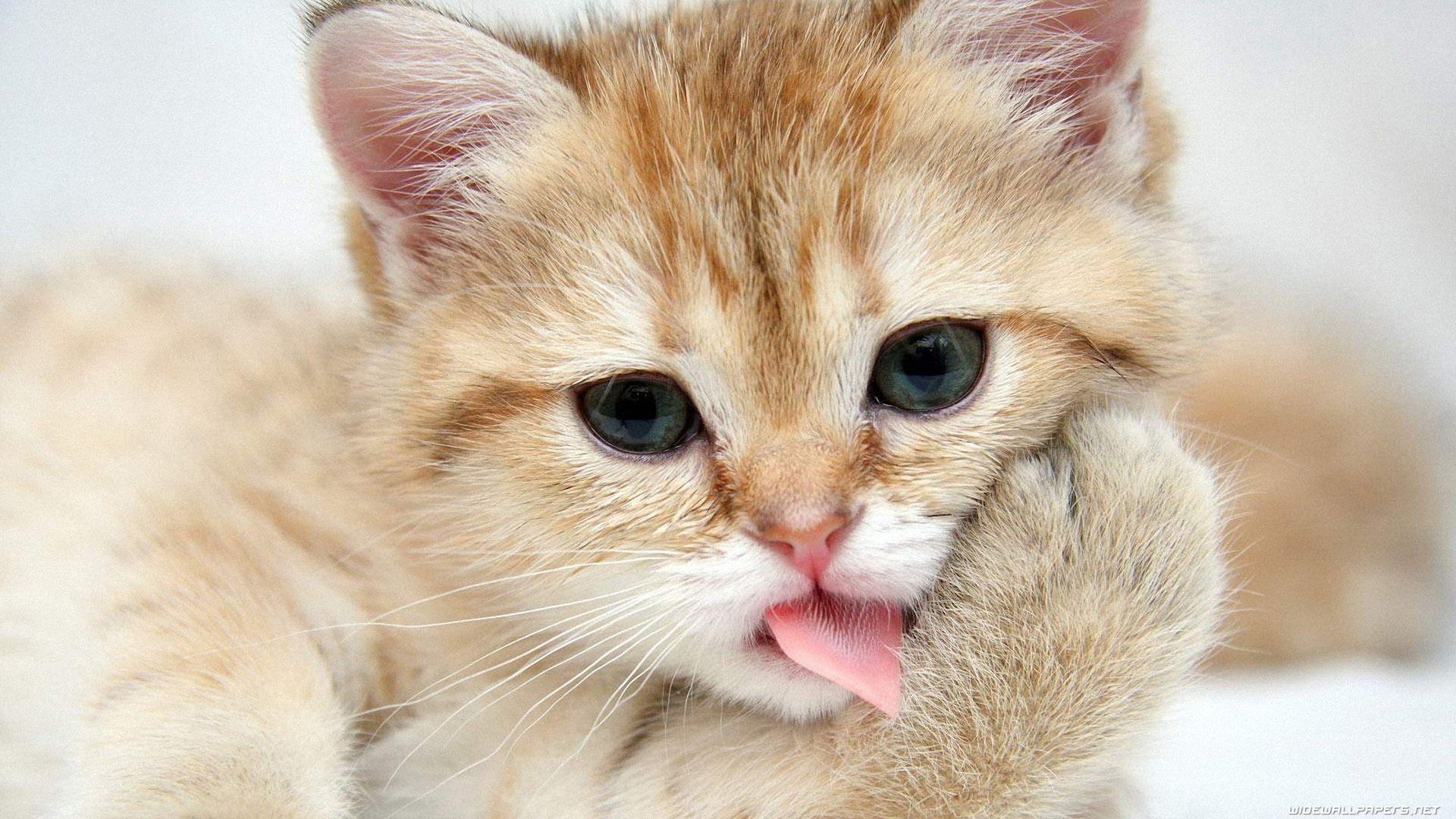 8K Cat Wallpapers - Top Free 8K Cat Backgrounds - WallpaperAccess