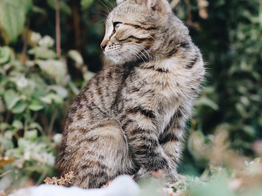 8K Cat Wallpapers - Top Free 8K Cat Backgrounds - WallpaperAccess