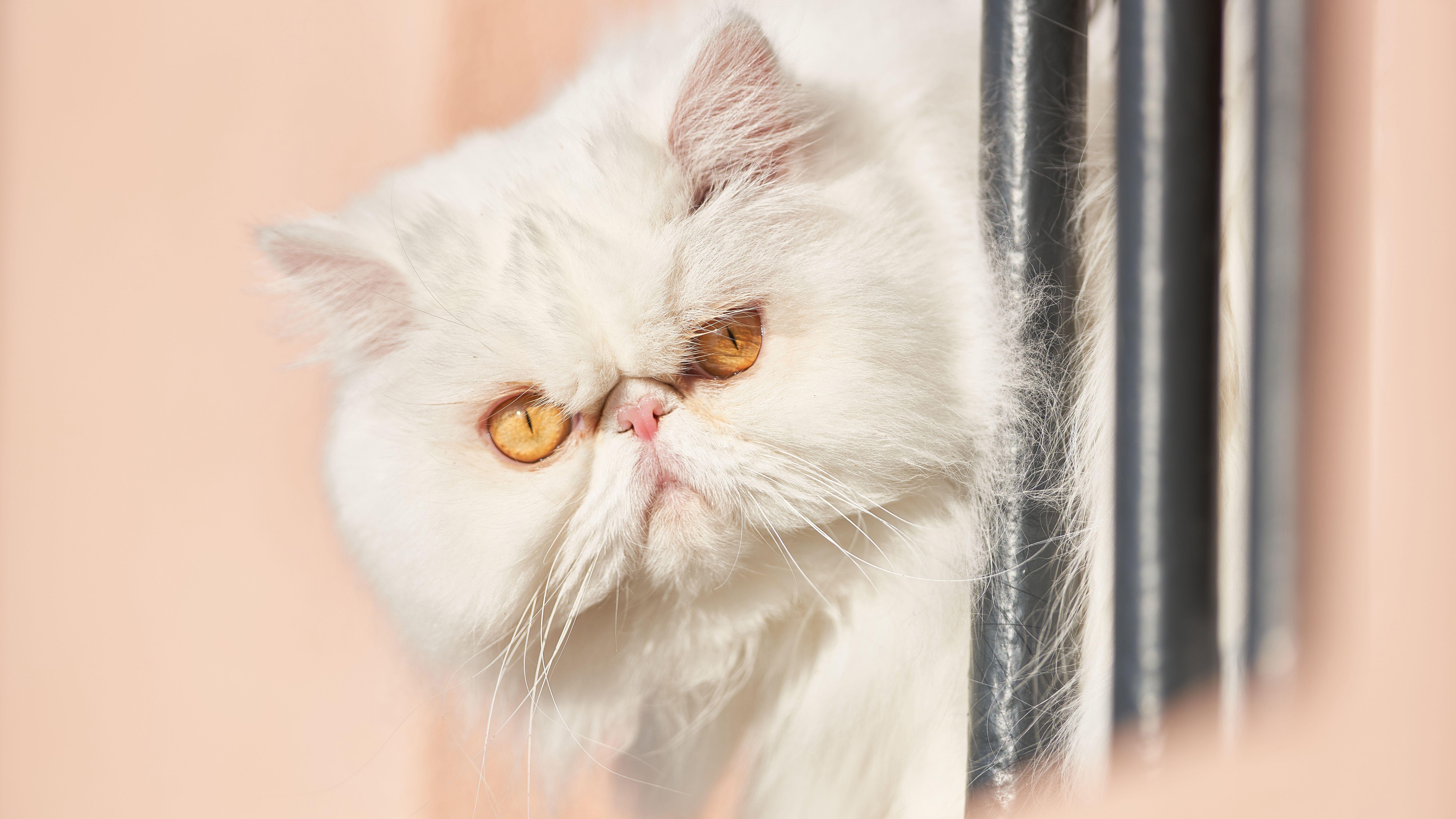 8K Cat Wallpapers - Top Free 8K Cat Backgrounds - WallpaperAccess