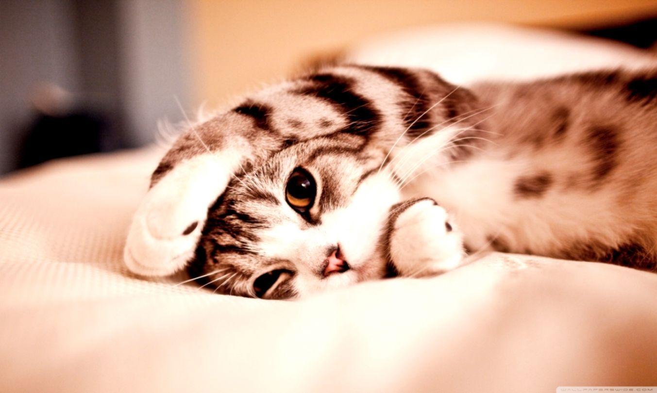 8K Cat Wallpapers - Top Free 8K Cat Backgrounds - WallpaperAccess