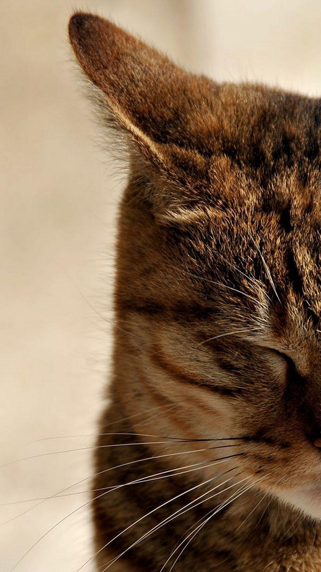 8K Cat Wallpapers - Top Free 8K Cat Backgrounds - WallpaperAccess