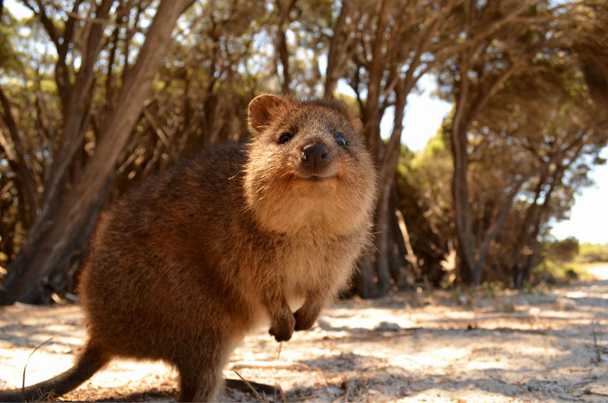 Quokka Wallpapers - Top Free Quokka Backgrounds - WallpaperAccess