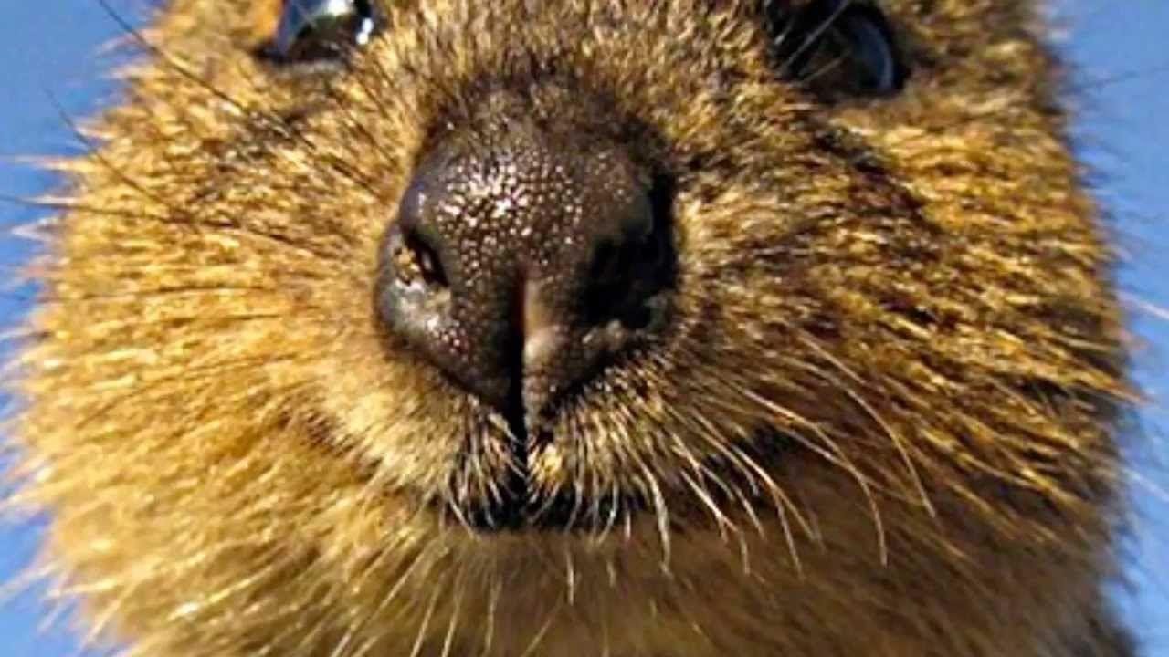 Quokka Wallpapers - Top Free Quokka Backgrounds - WallpaperAccess