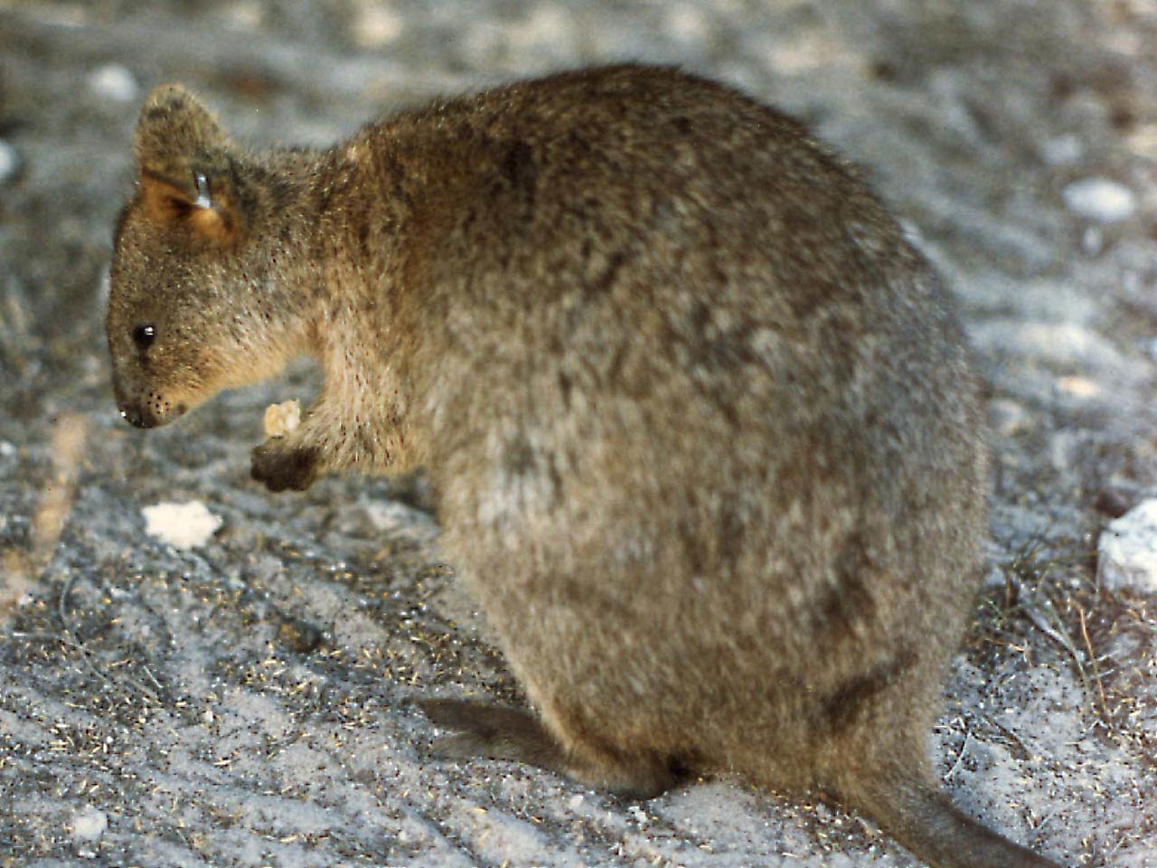Quokka Wallpapers - Top Free Quokka Backgrounds - WallpaperAccess