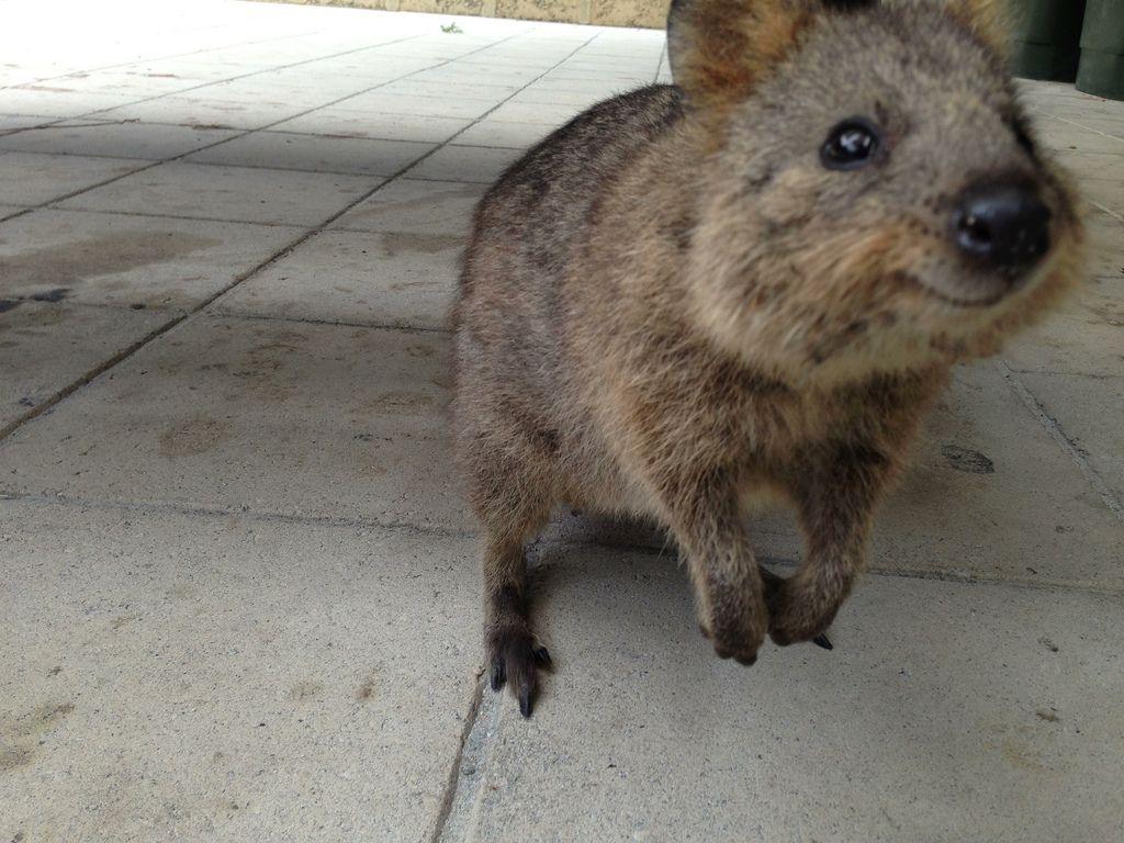 Quokka Wallpapers - Top Free Quokka Backgrounds - WallpaperAccess