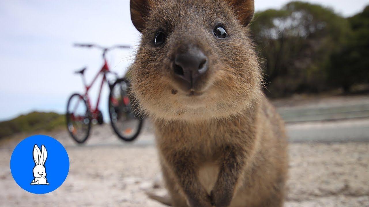 Quokka Wallpapers - Top Free Quokka Backgrounds - WallpaperAccess