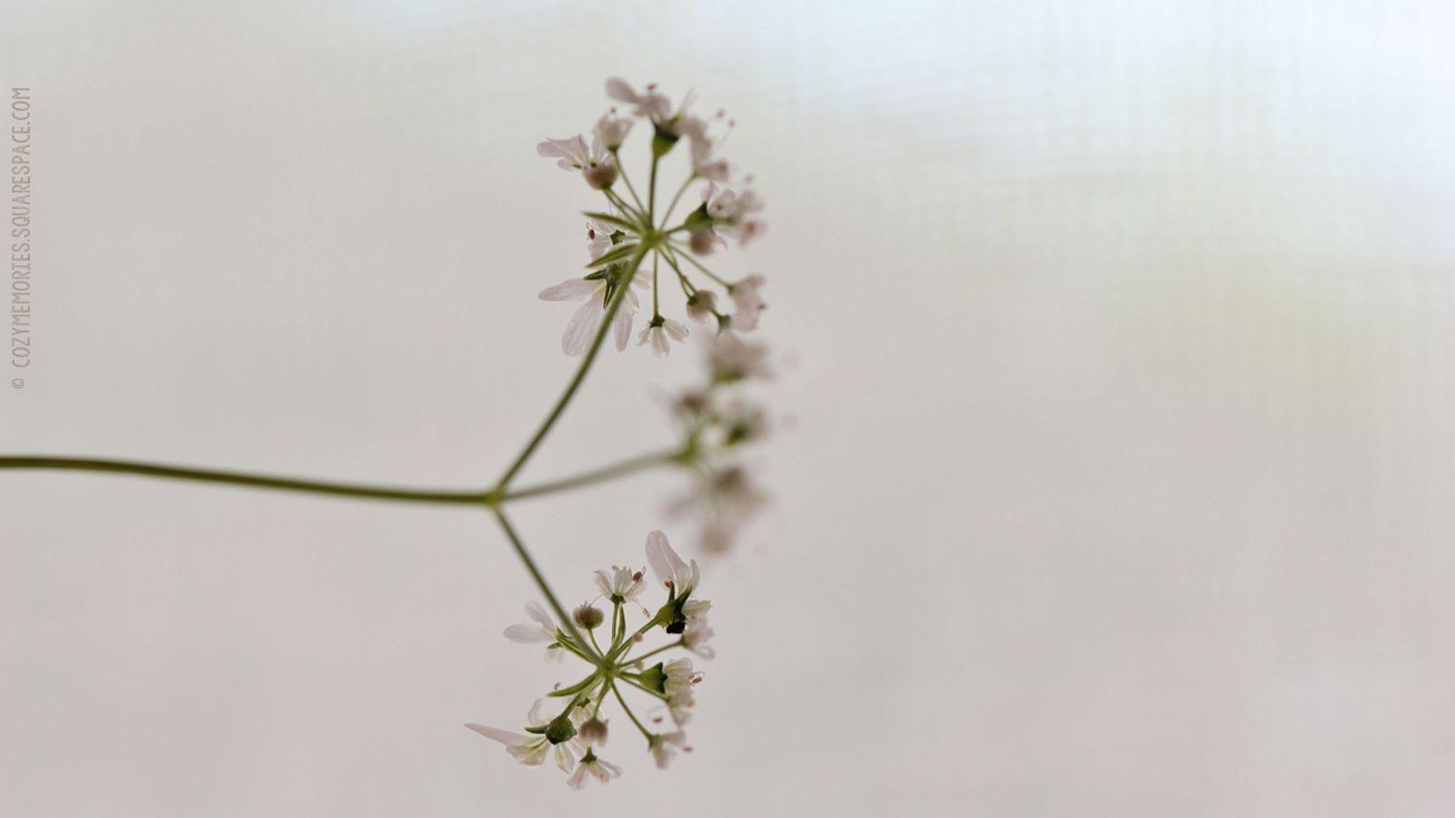 Cozy Spring Wallpapers - Top Free Cozy Spring Backgrounds - WallpaperAccess