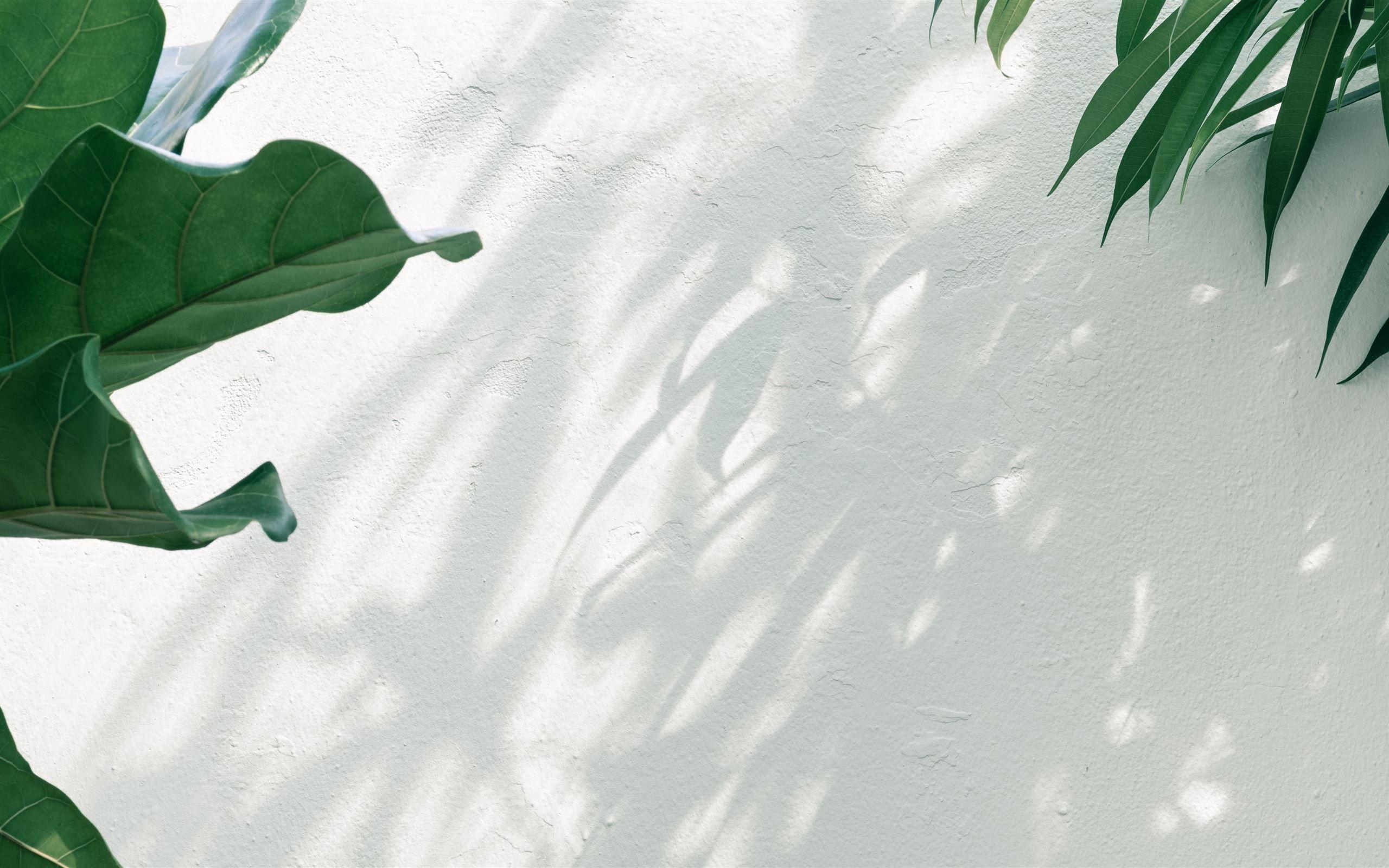 Plant Shadow Wallpapers - Top Free Plant Shadow Backgrounds ...