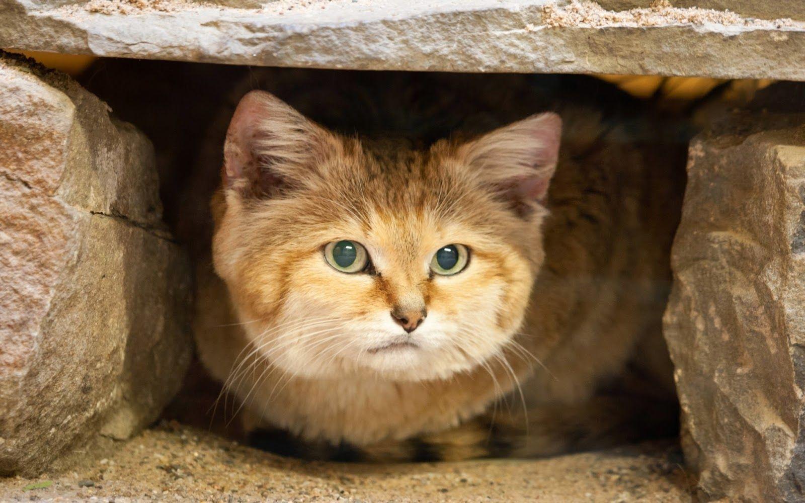 Sand Cat Wallpapers - Top Free Sand Cat Backgrounds - WallpaperAccess