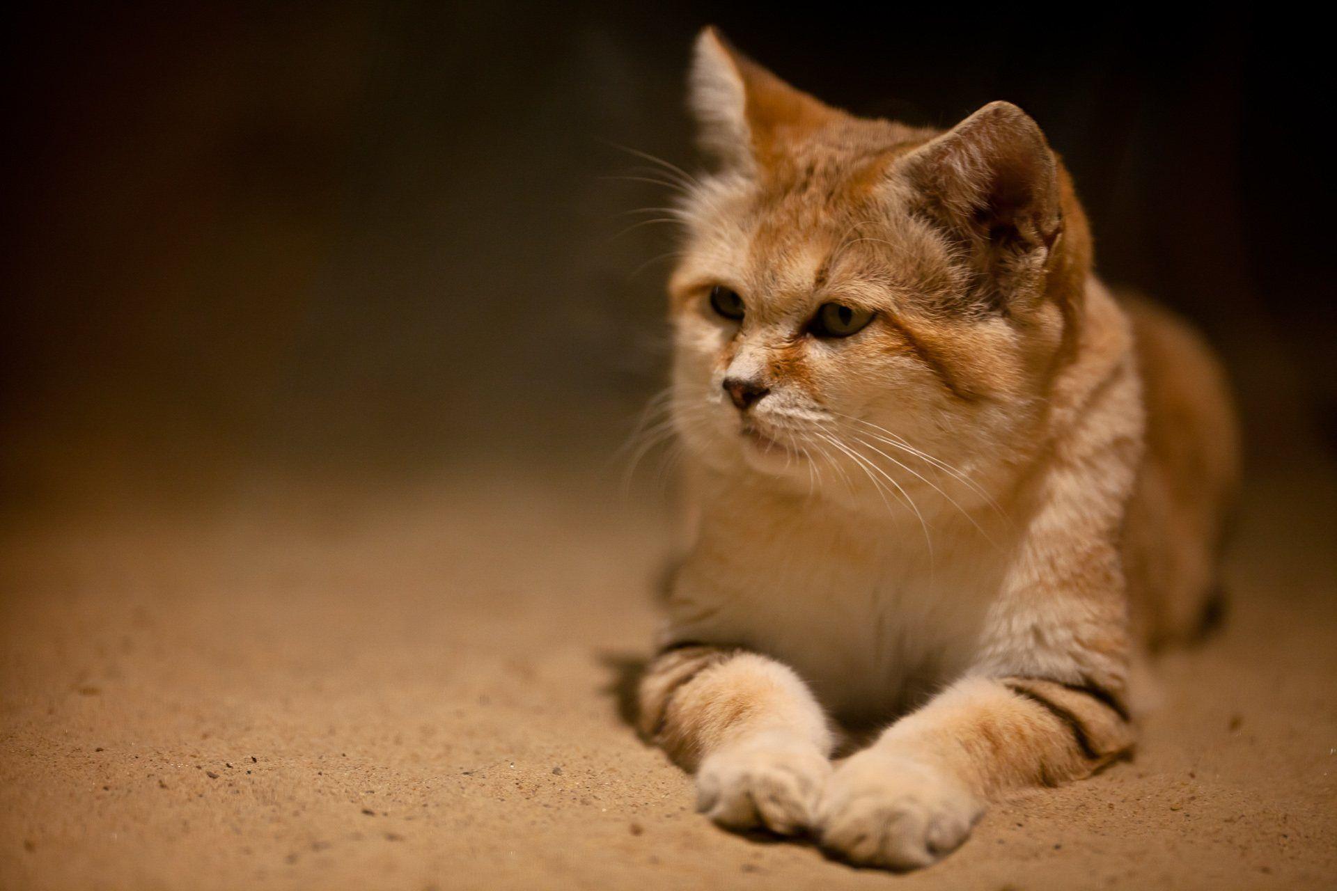 Sand Cat Wallpapers - Top Free Sand Cat Backgrounds - WallpaperAccess