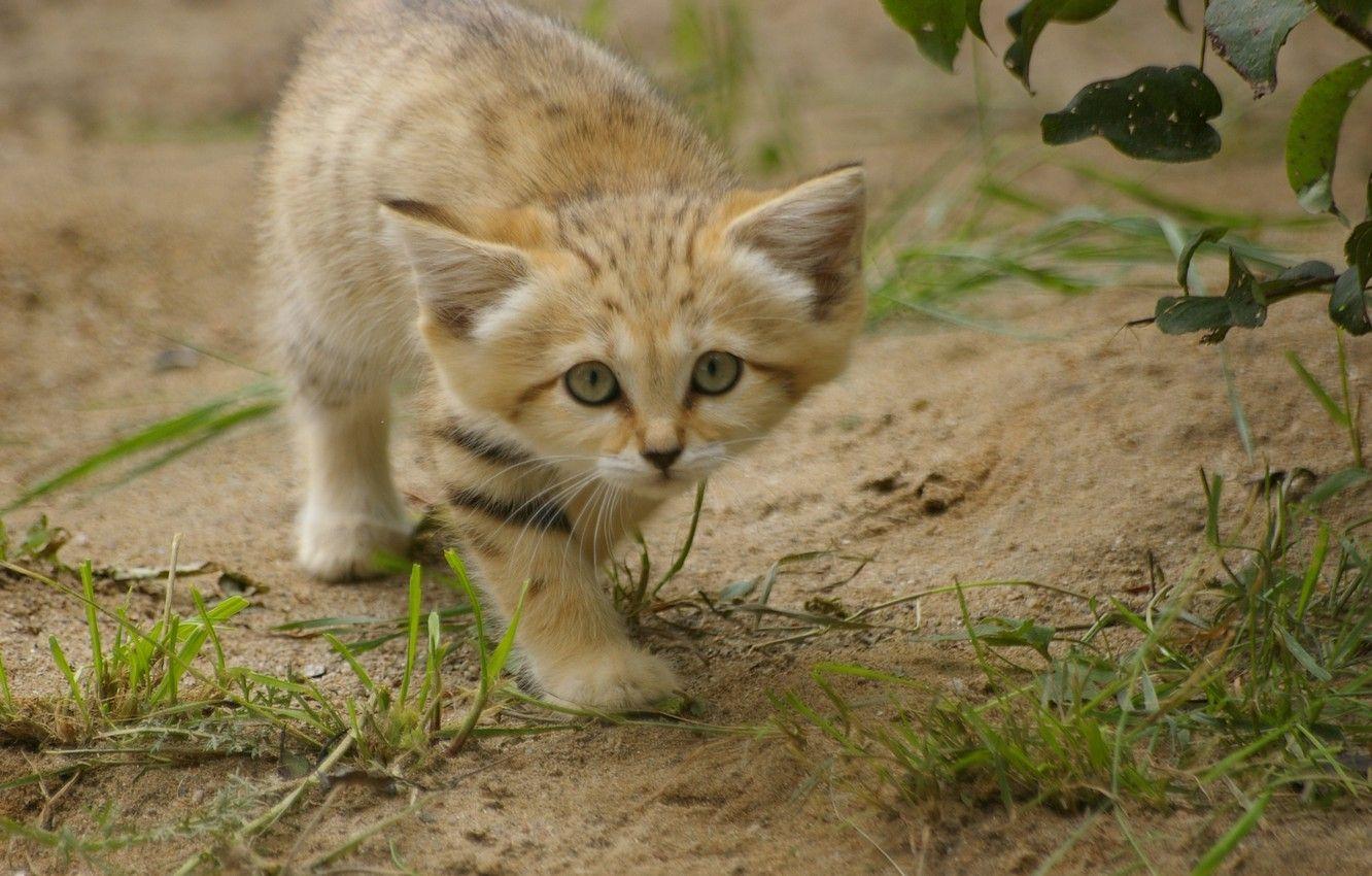 Sand Cat Wallpapers - Top Free Sand Cat Backgrounds - WallpaperAccess