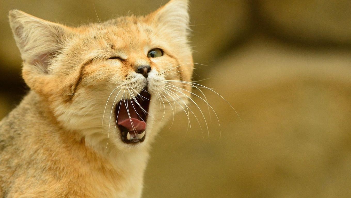 Sand Cat Wallpapers - Top Free Sand Cat Backgrounds - WallpaperAccess