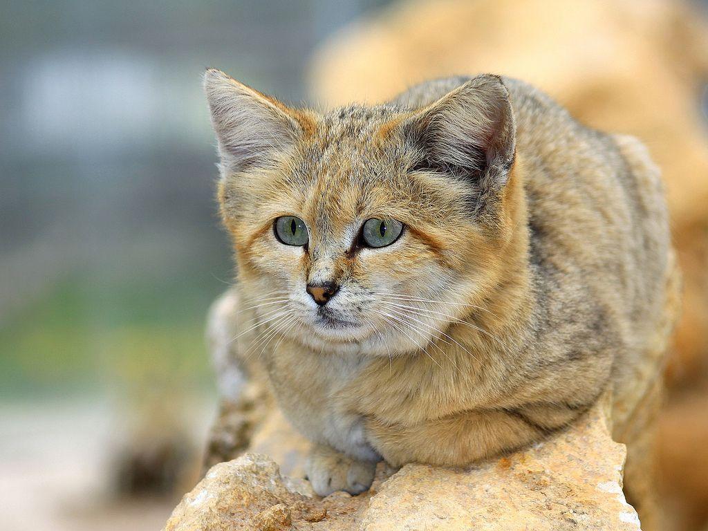 Sand Cat Wallpapers - Top Free Sand Cat Backgrounds - WallpaperAccess