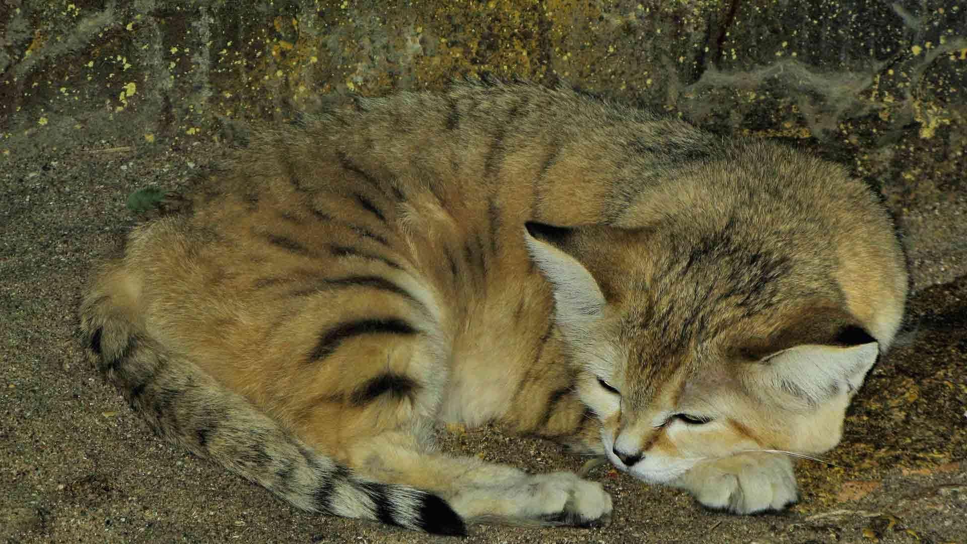 Sand Cat Wallpapers - Top Free Sand Cat Backgrounds - WallpaperAccess