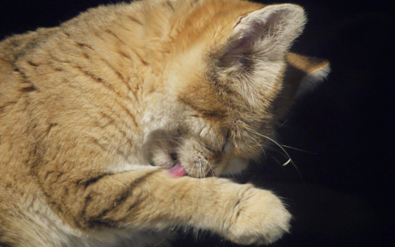 Sand Cat Wallpapers - Top Free Sand Cat Backgrounds - WallpaperAccess