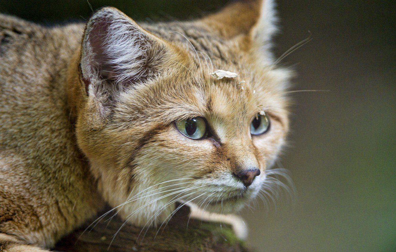 Sand Cat Wallpapers - Top Free Sand Cat Backgrounds - WallpaperAccess