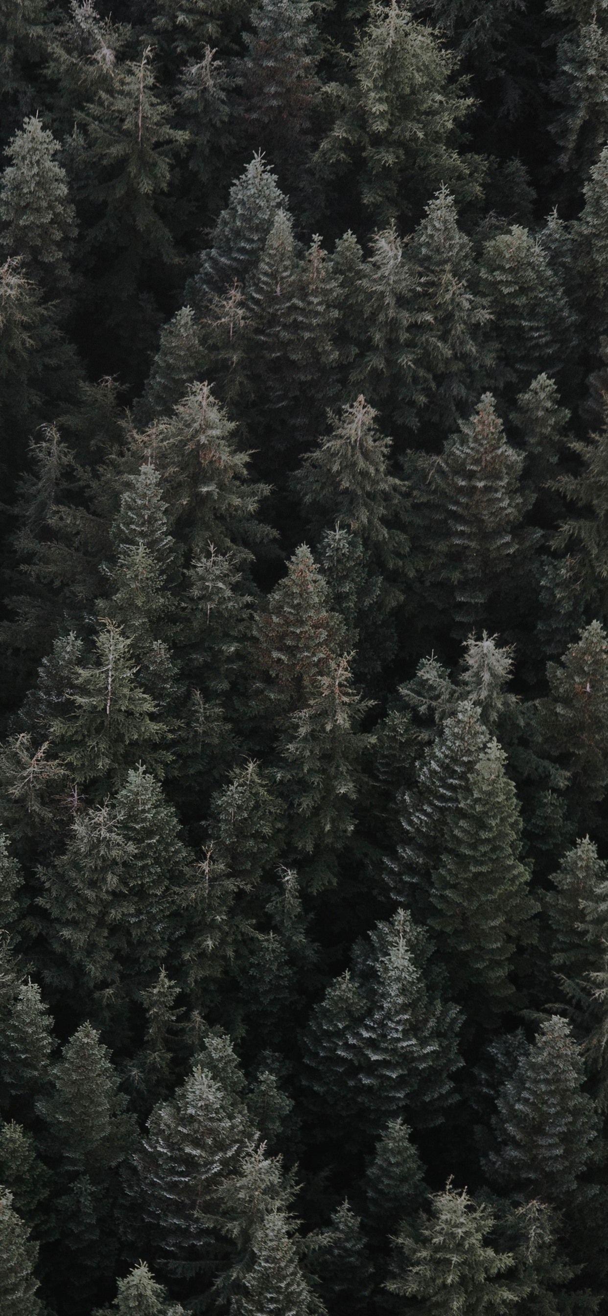 Minnesota Forest Wallpapers - Top Free Minnesota Forest Backgrounds ...