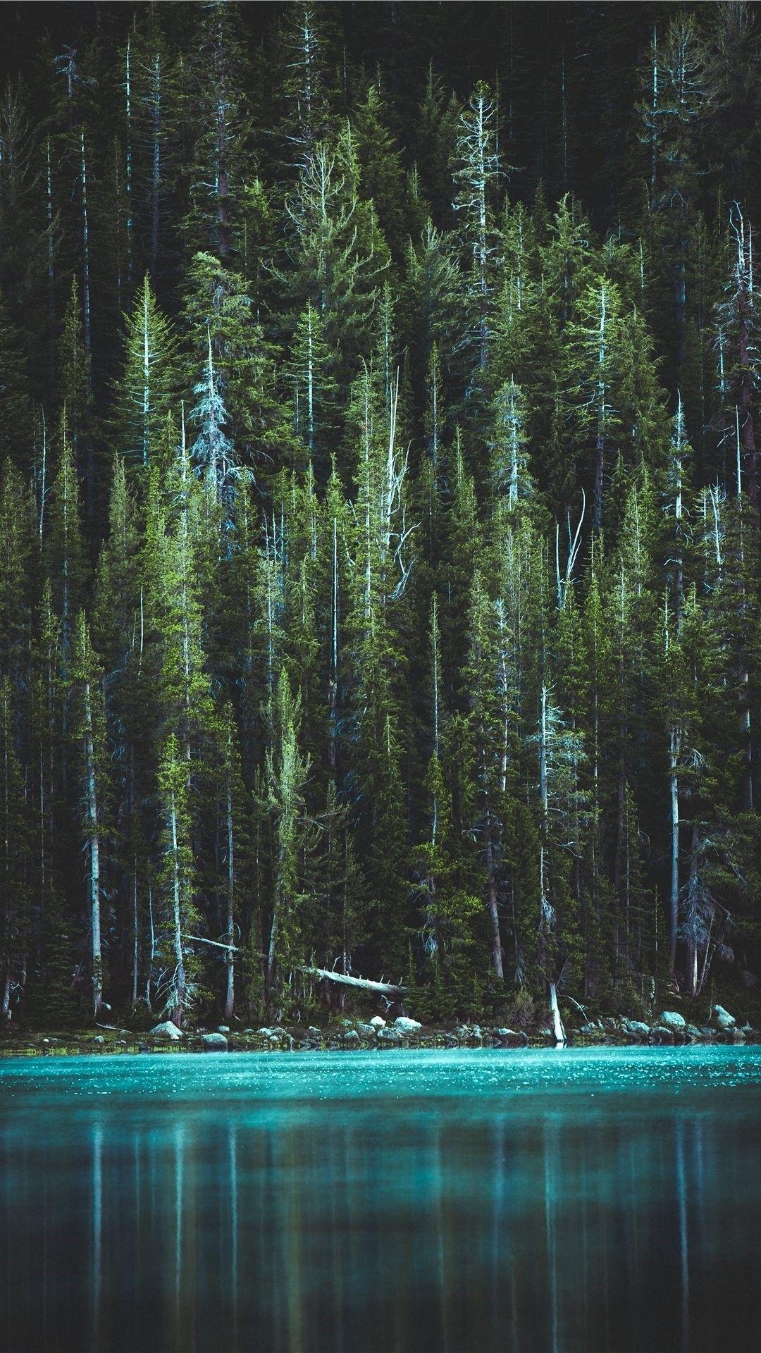 Beautiful Forest Phone Wallpapers - Top Free Beautiful Forest Phone ...