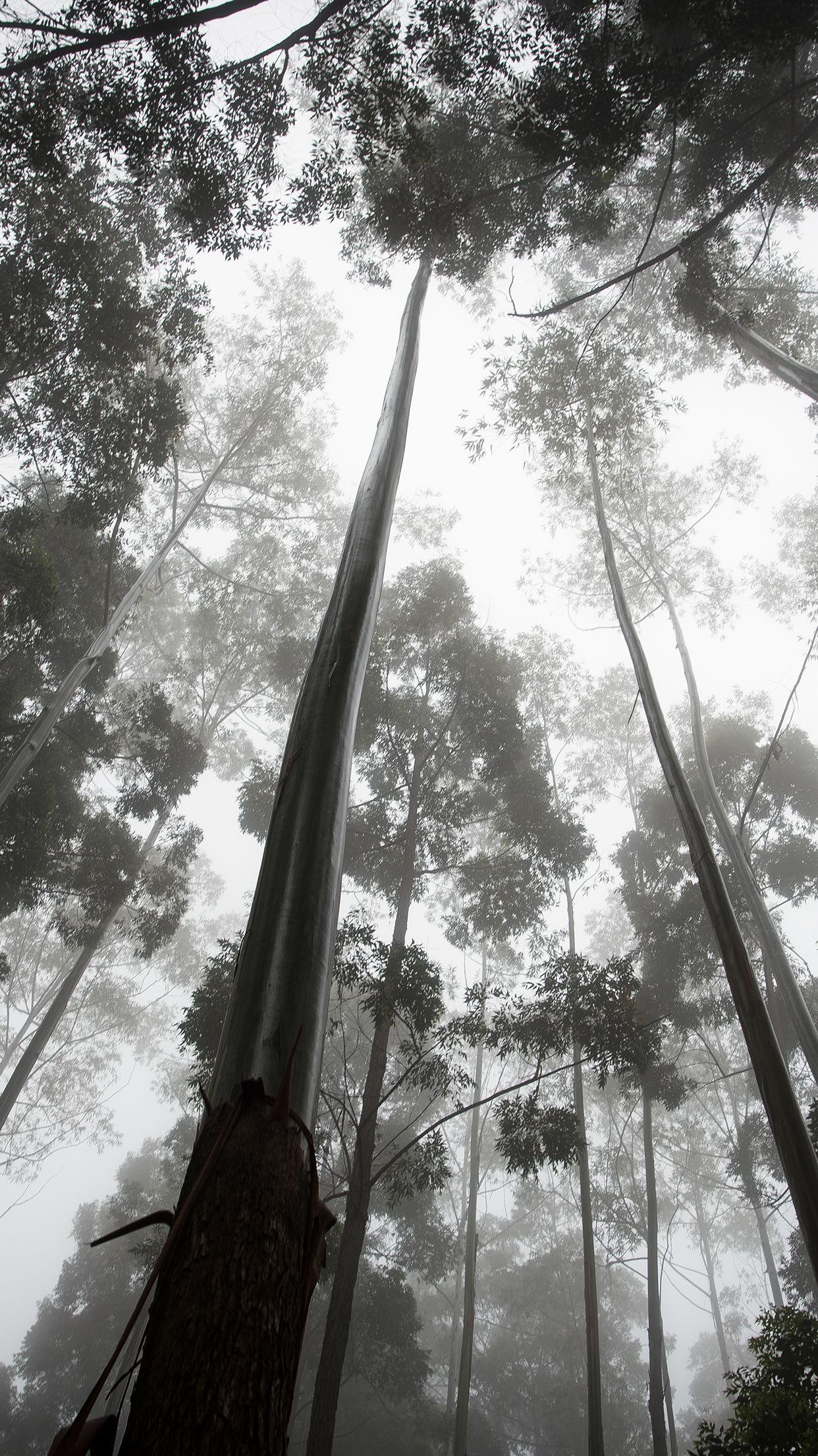 Forest Hiking Wallpapers - Top Free Forest Hiking Backgrounds ...