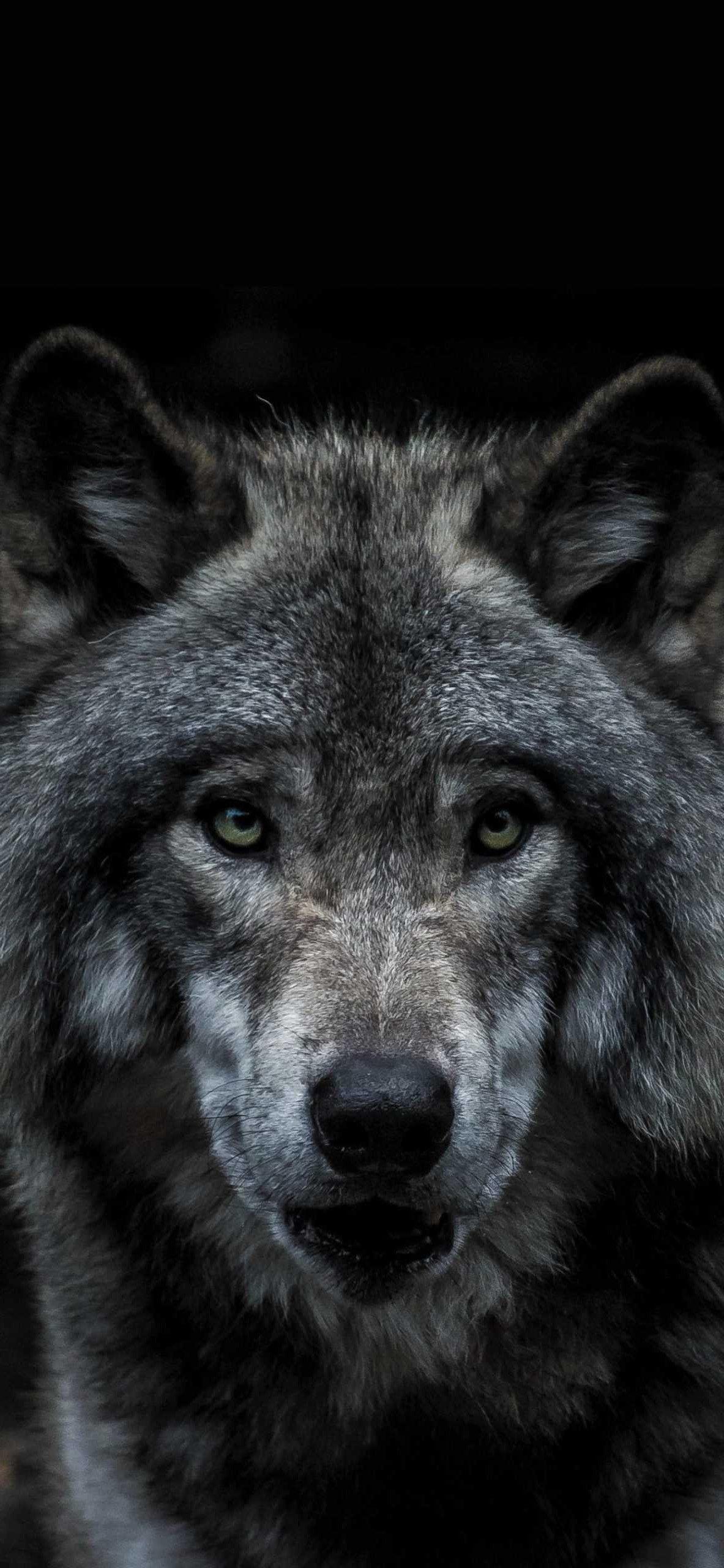 Wolf Art iPhone Wallpapers - Top Free Wolf Art iPhone Backgrounds ...