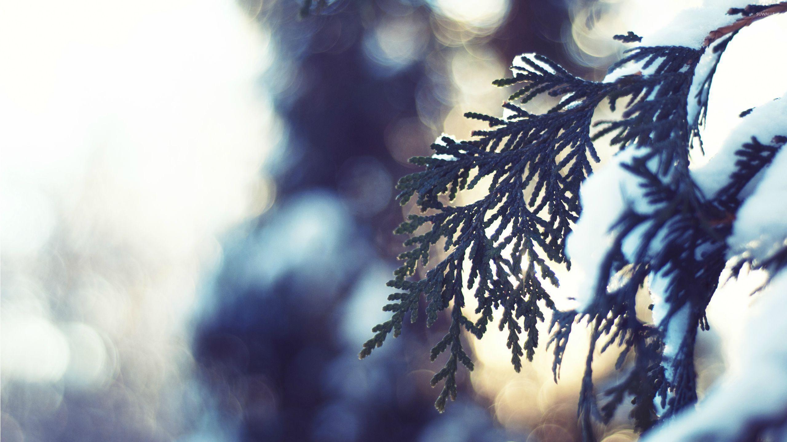 Branch Wallpapers - Top Free Branch Backgrounds - WallpaperAccess