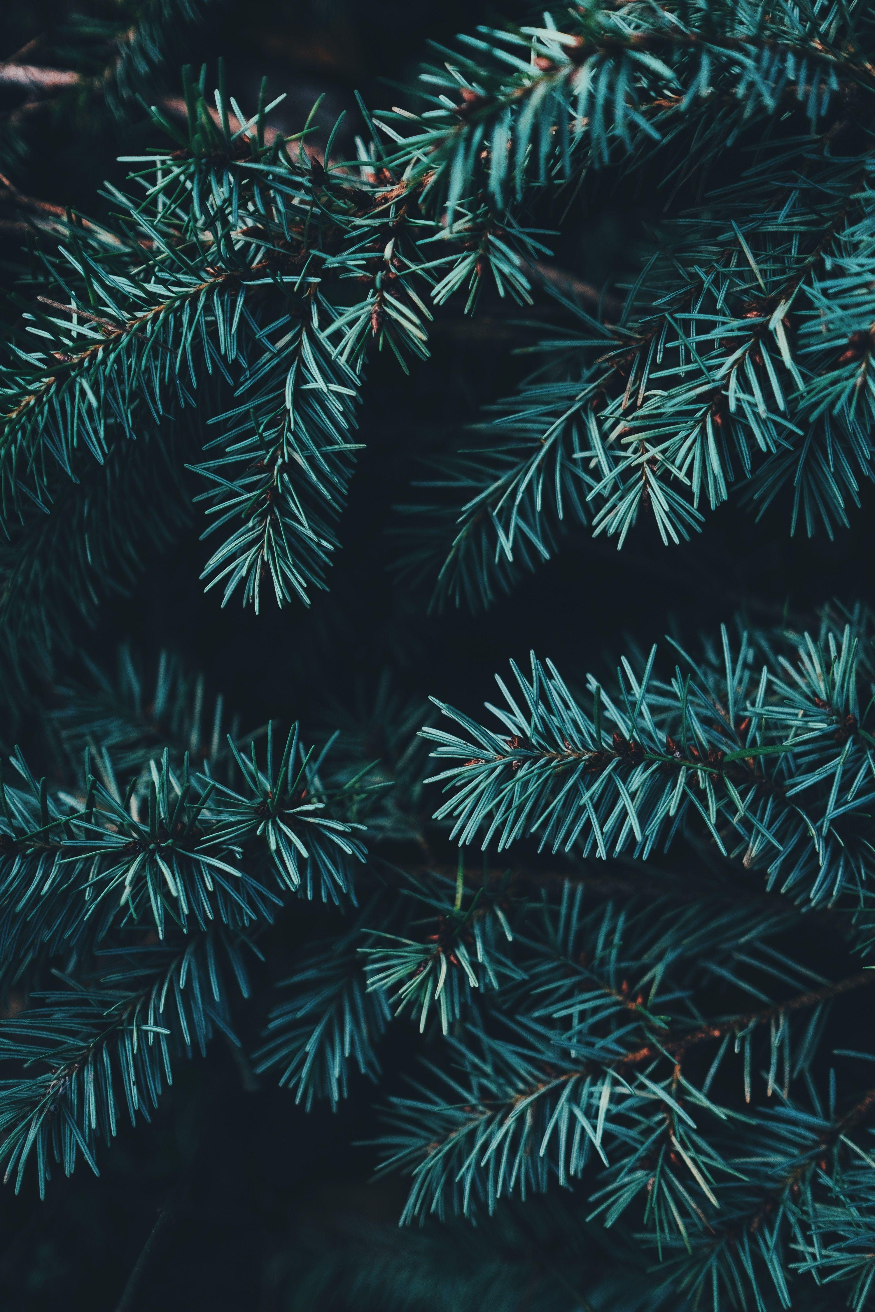 Pine Branch Wallpapers - Top Free Pine Branch Backgrounds - WallpaperAccess