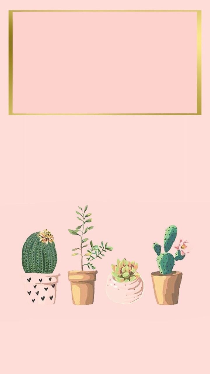 Pretty Cactus Wallpapers - Top Free Pretty Cactus Backgrounds ...