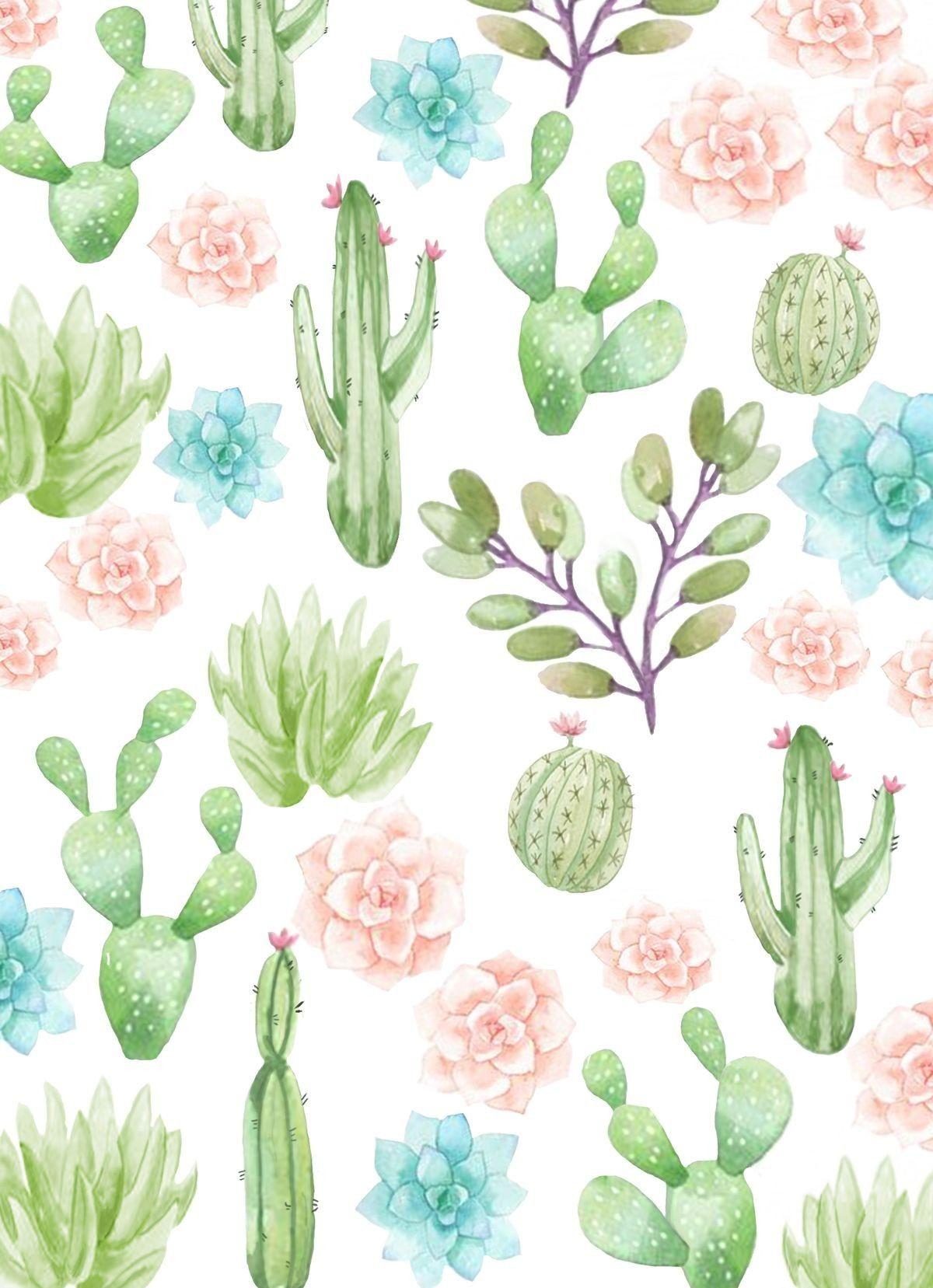 Pretty Cactus Wallpapers - Top Free Pretty Cactus Backgrounds ...