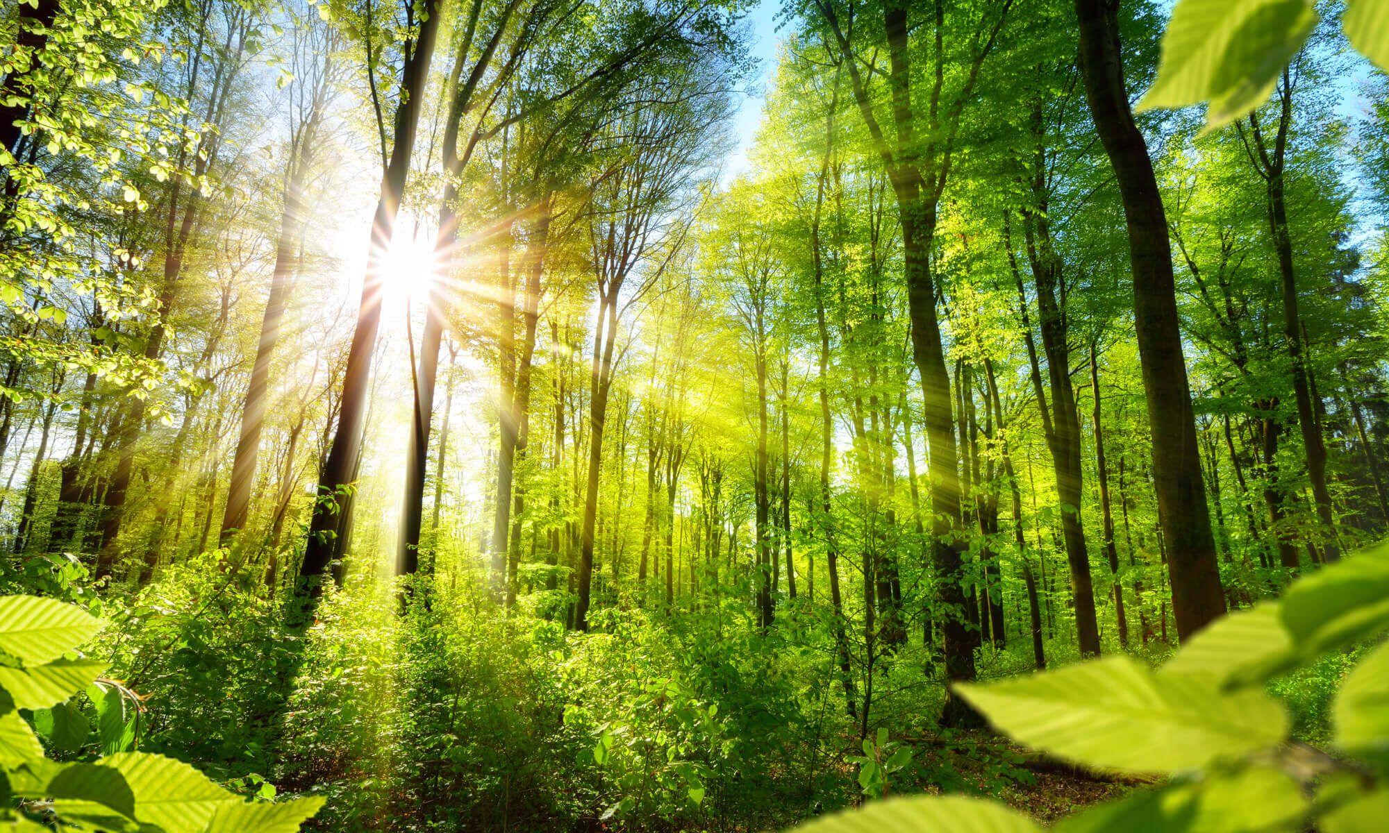 Forest Summer Wallpapers - Top Free Forest Summer Backgrounds ...